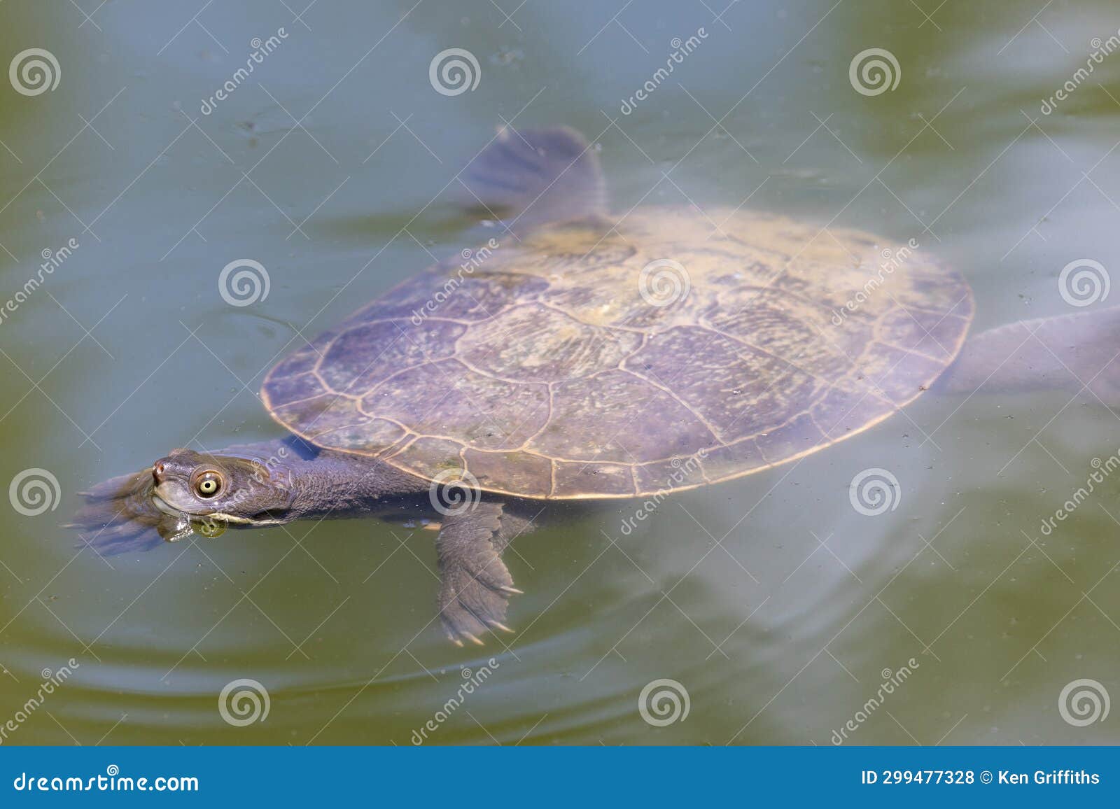 Hunter River Turtle stock photo. Image of aquatic, emudura - 299477328