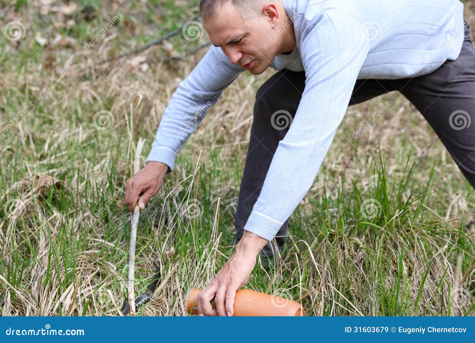 Hunter snakes stock image. Image of snake, danger, animal - 31603679