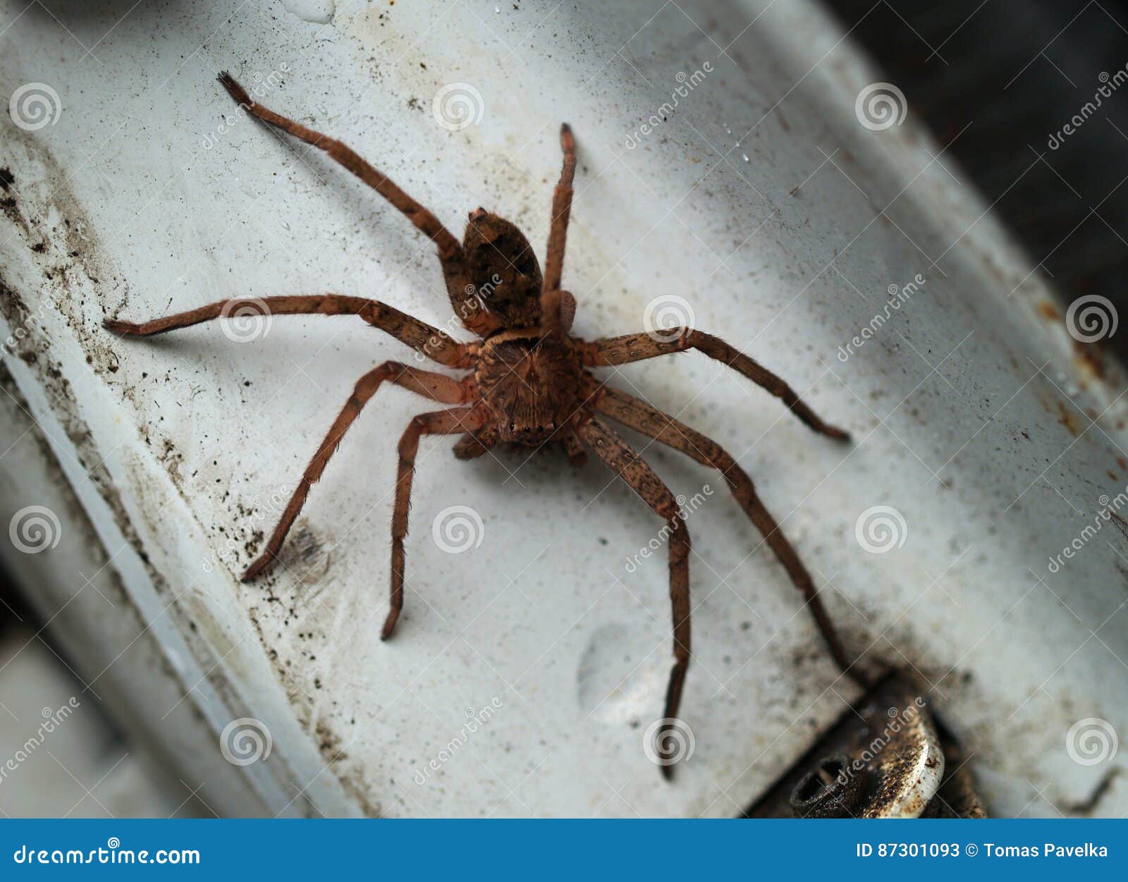 Hunter Spider stock afbeelding. Image of insect, byron - 87301093