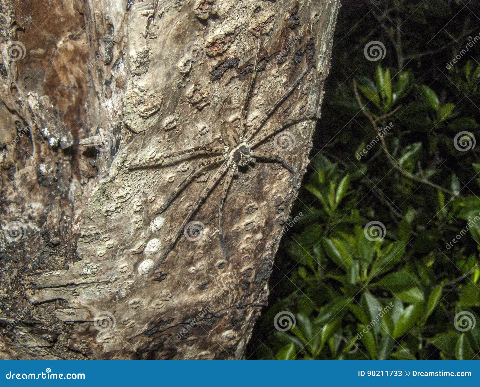 Hunter spider stock image. Image of hairy, female, dangerous - 90211733
