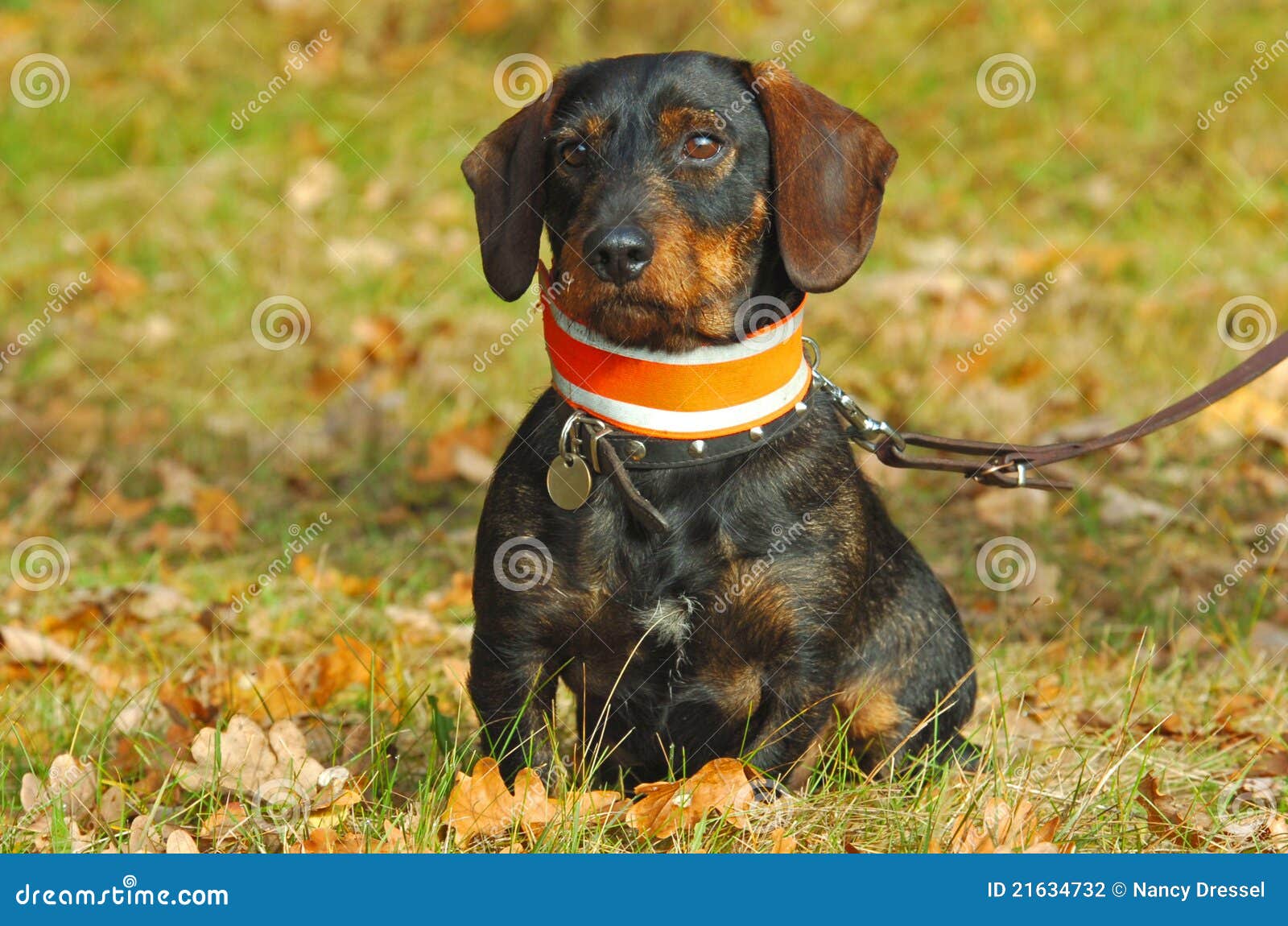 Hunters dog stock photo. Image of funny, cute, calm, friend - 21634732