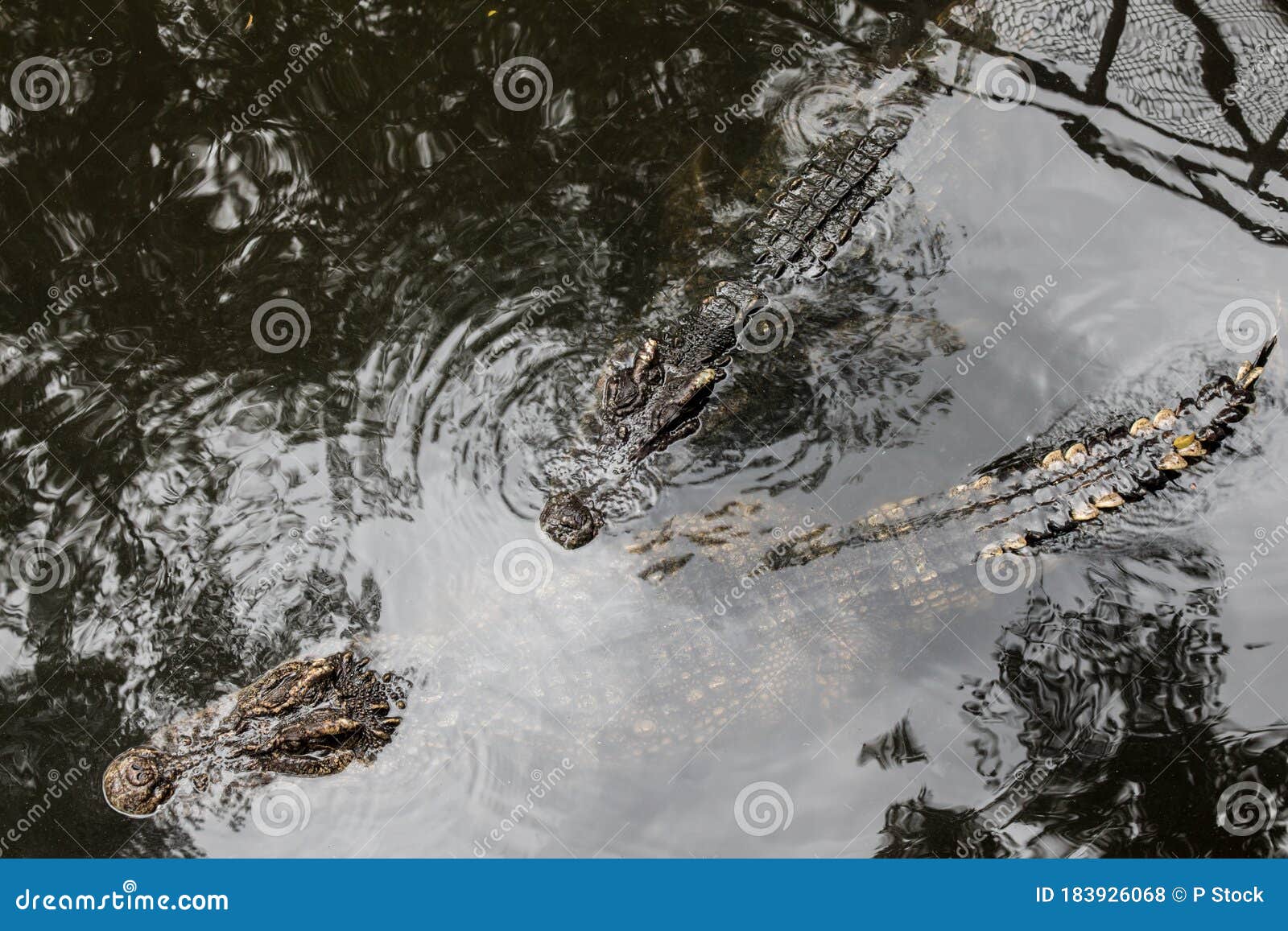 Crocodile Floating in the Water Stock Photo - Image of afraid ...
