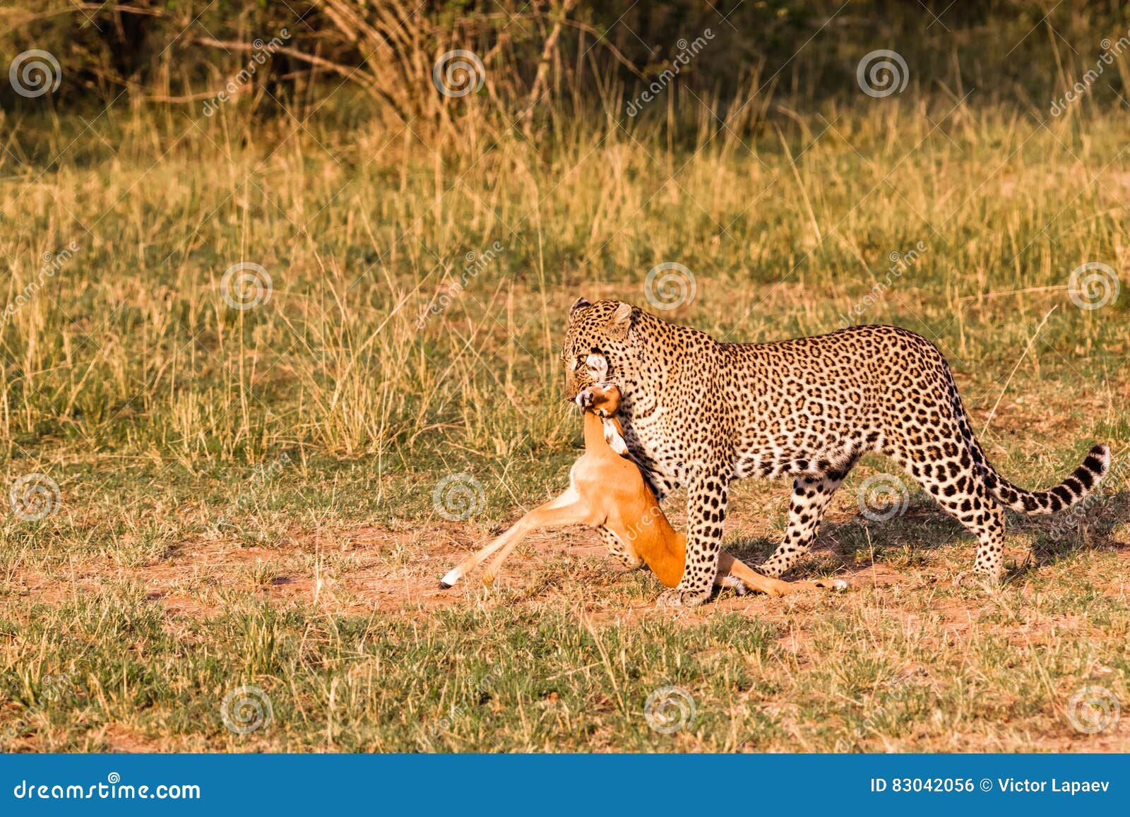 Hunters of Savanna. Leopard. Kenya. Stock Photo - Image of predator ...