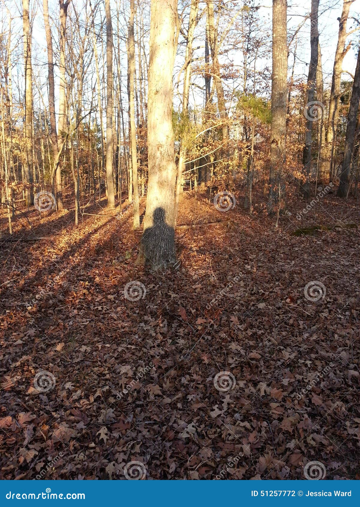 Hunters Shadow Woods Backgrounds Stock Photo - Image of outdoors ...