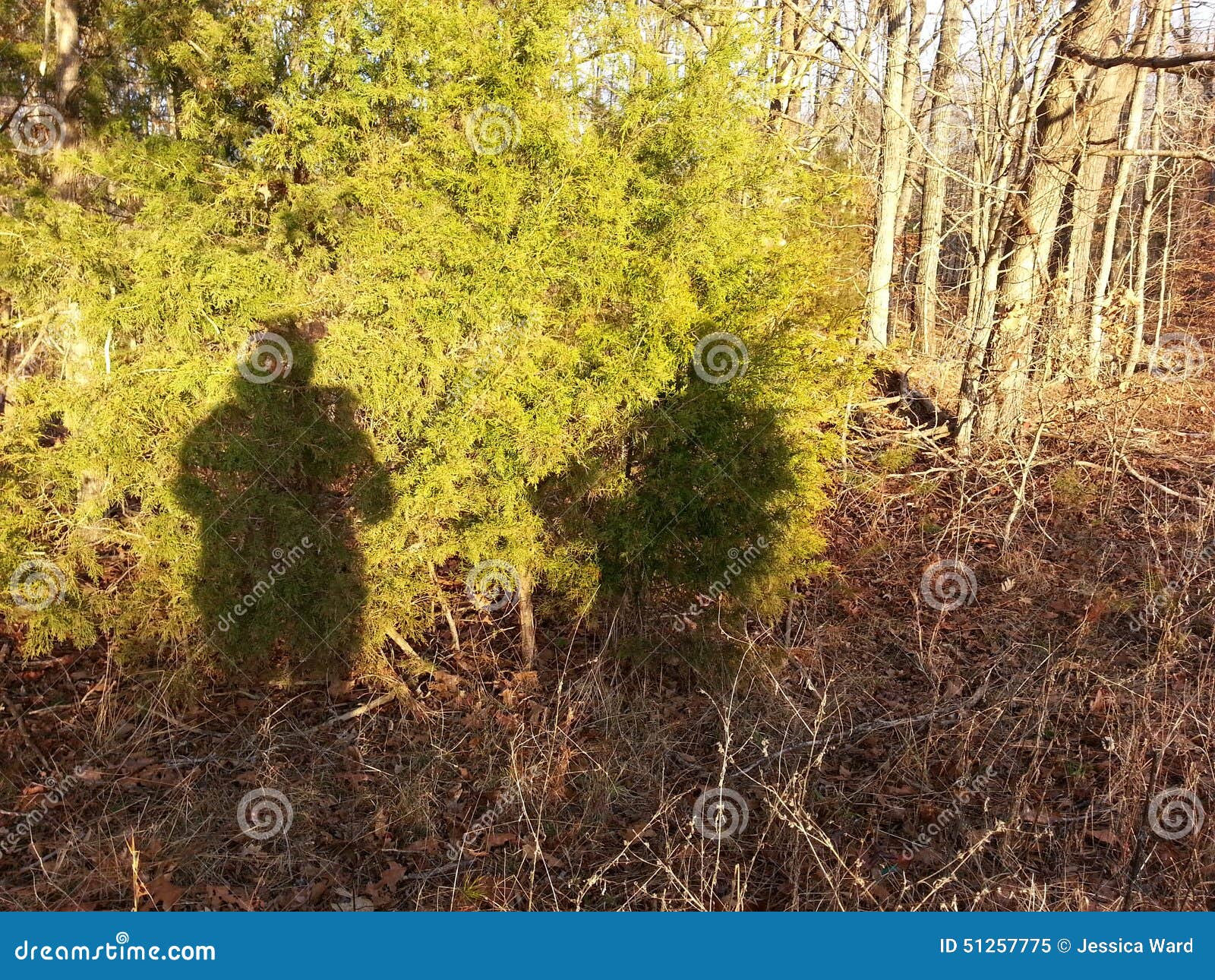 Hunters shadows on bush stock image. Image of evening - 51257775