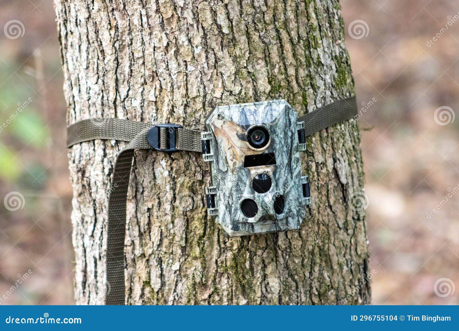 Hunters Trail Camera on Tree Stock Photo - Image of spring, hunters ...