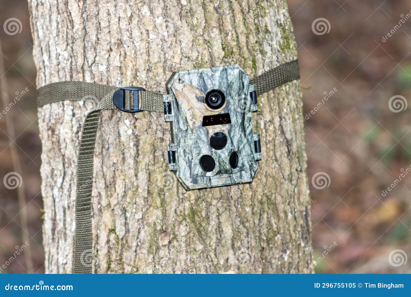 Hunters Trail Camera on Tree Stock Image - Image of yellow, forest ...