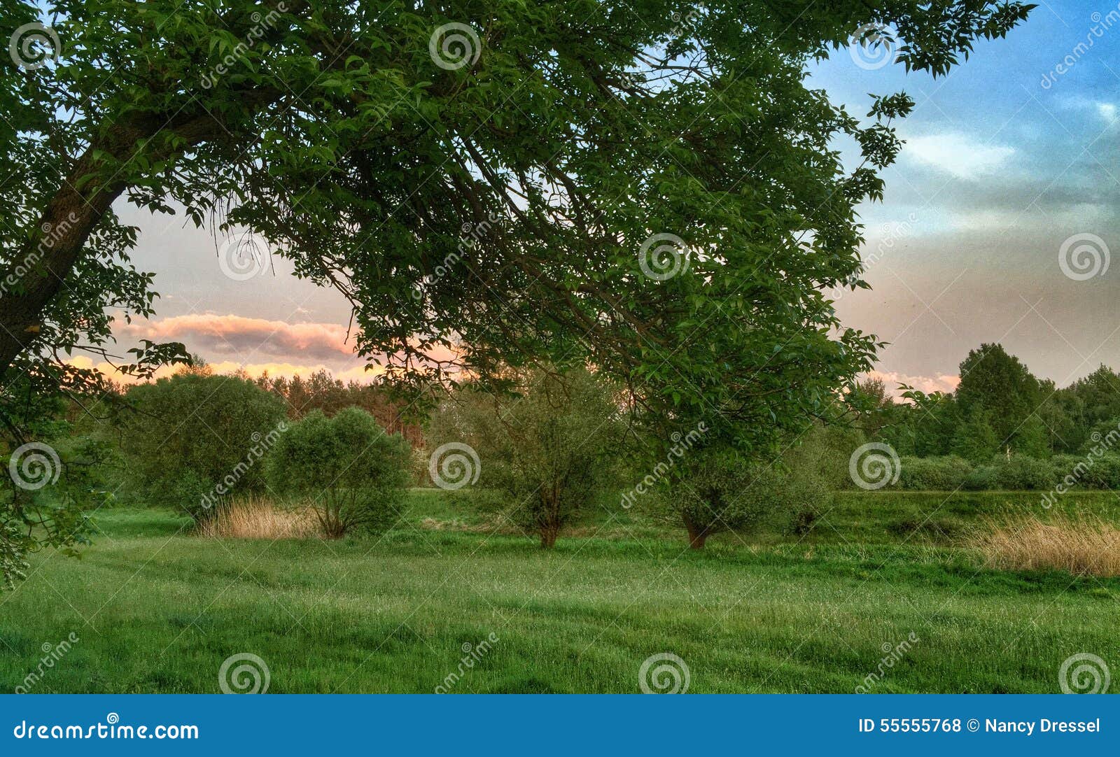 Hunters View from Open Seat Stock Photo - Image of colour, tree: 55555768