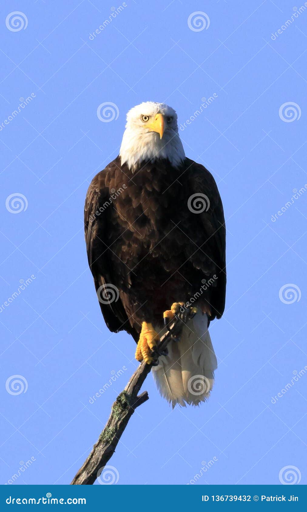 Perched Bald Eagle on a Branch Stock Photo - Image of summer, minnesota ...