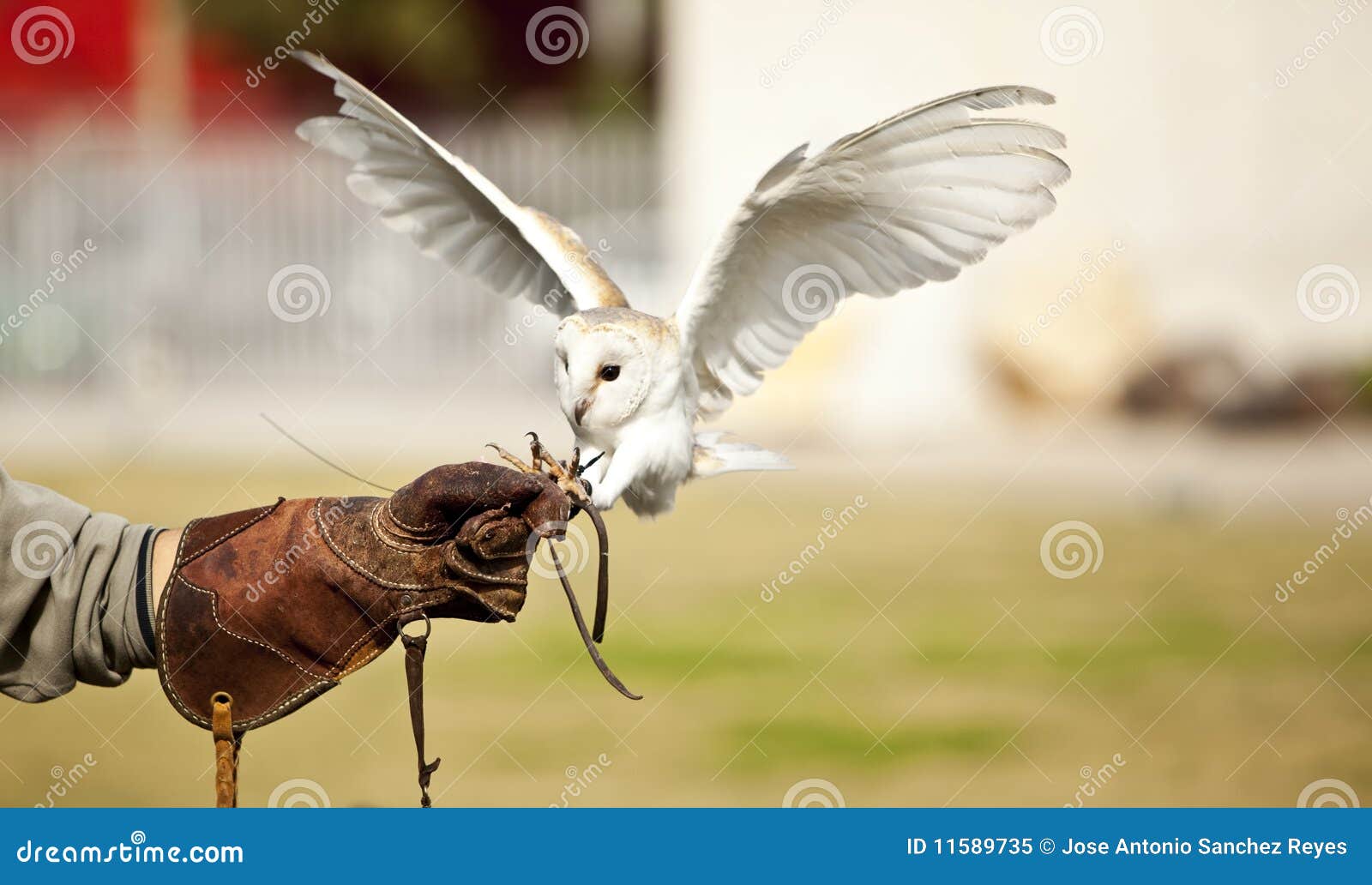 Hunting barn owl stock image. Image of falconry, fluffy - 11589735