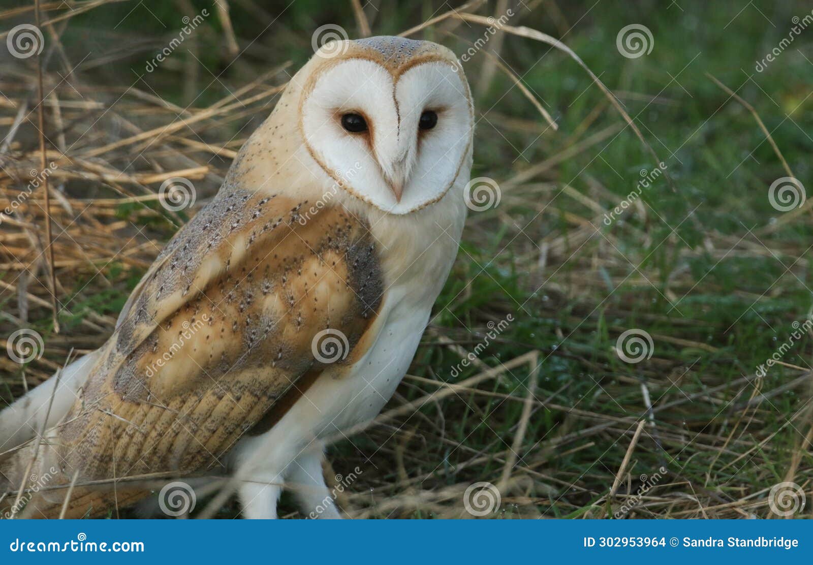 A Hunting Barn Owl, Tyto Alba, Resting in the Long Grass. Stock Photo ...