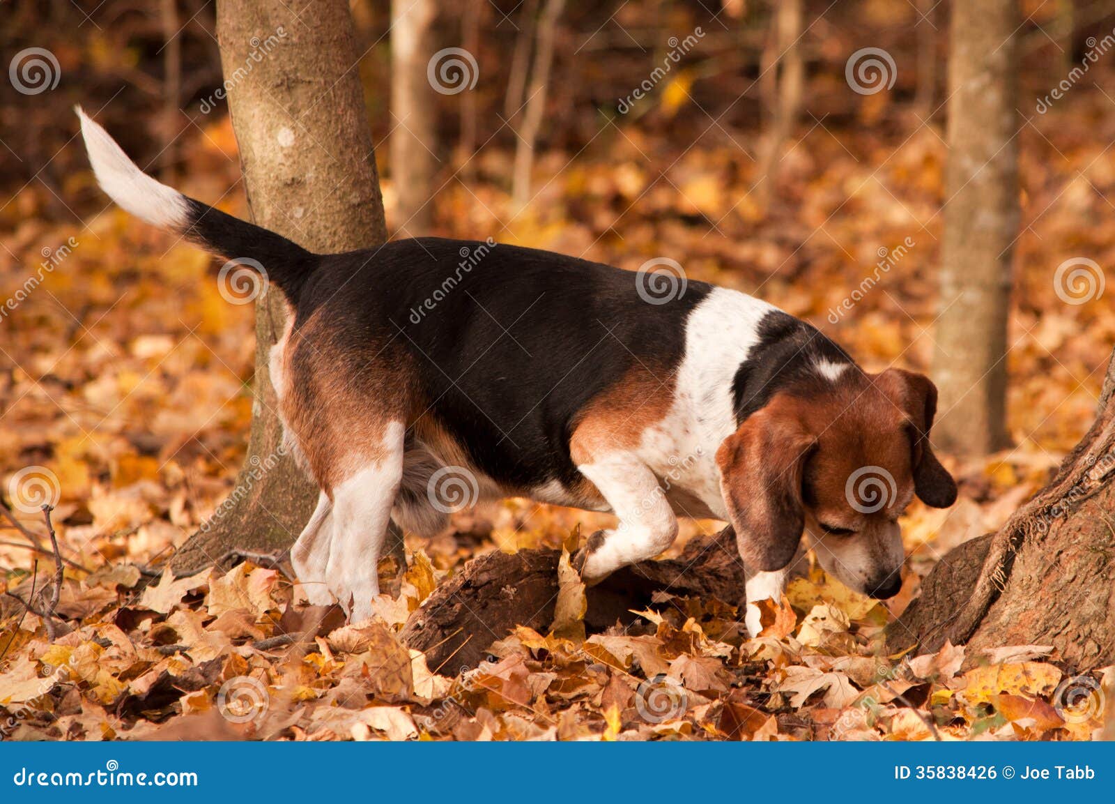 Hunting Beagle stock photo. Image of hunting, ears, beagle - 35838426