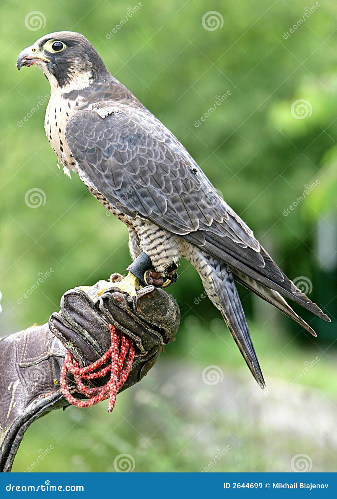 Hunting bird 1 stock image. Image of furious, training - 2644699