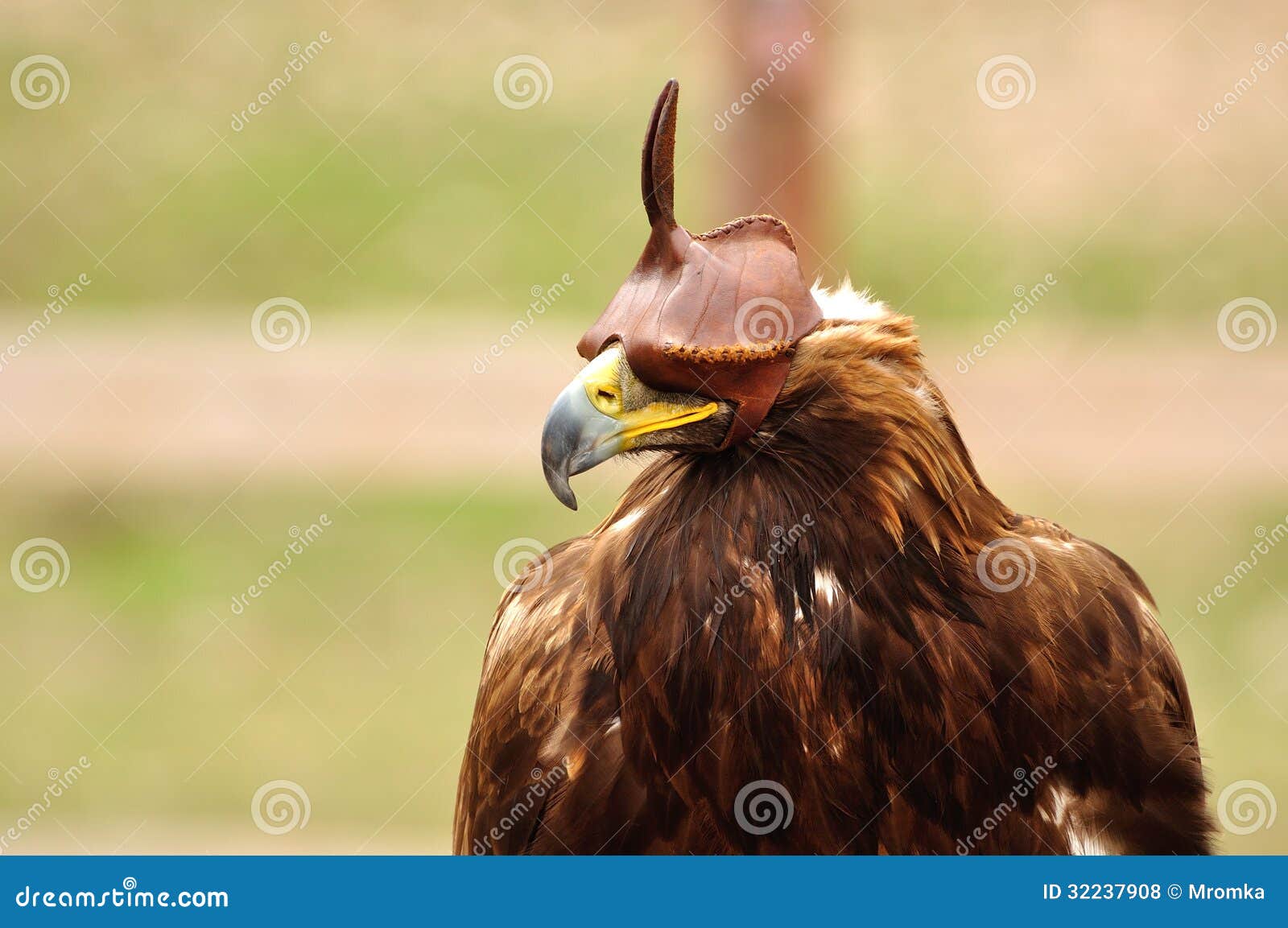 Hunting bird stock photo. Image of feather, kyrgyz, hunting - 32237908