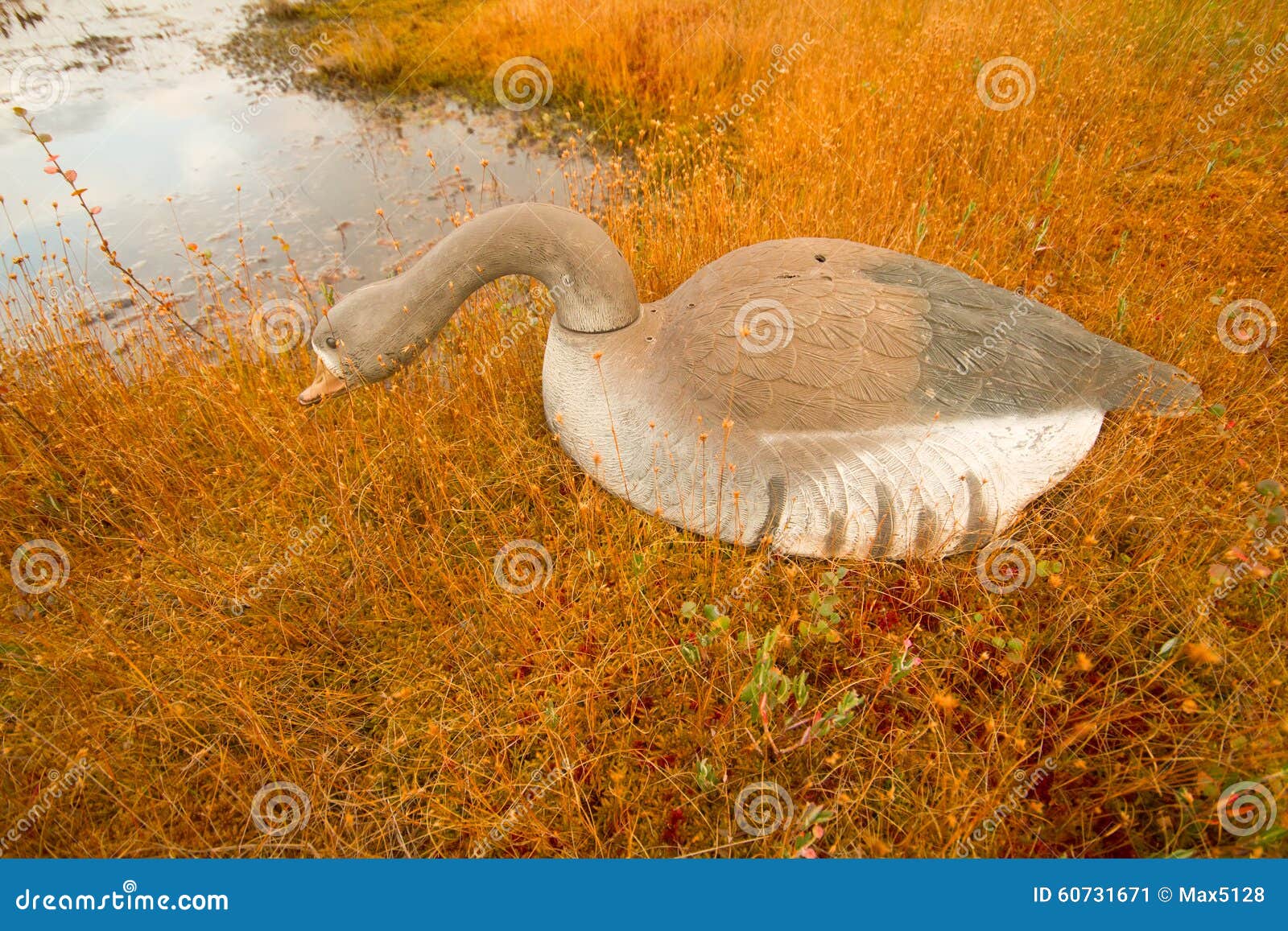 Hunting on a Bog with Goose Profile Stock Image - Image of swamp, sport ...