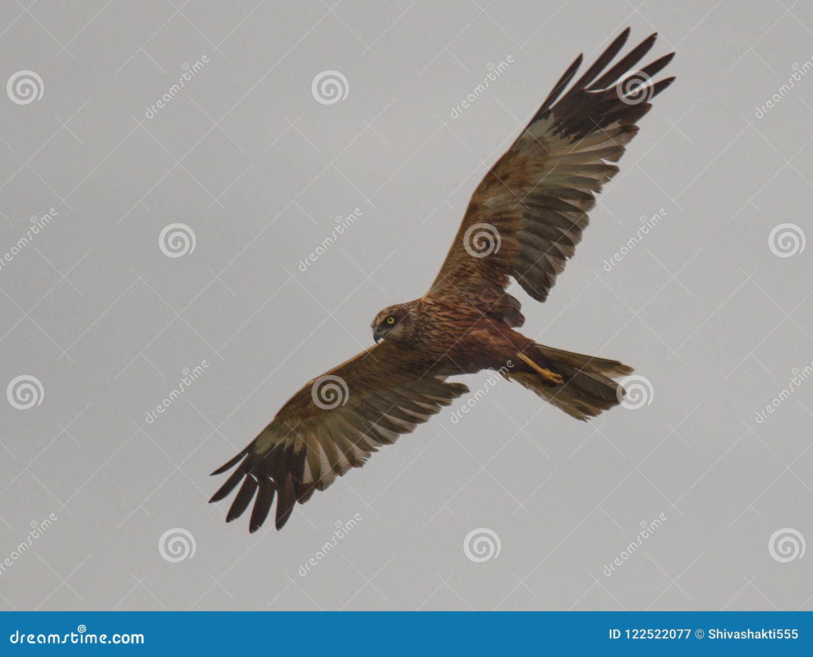 Hunting buzzard in a sky stock image. Image of buzzard - 122522077