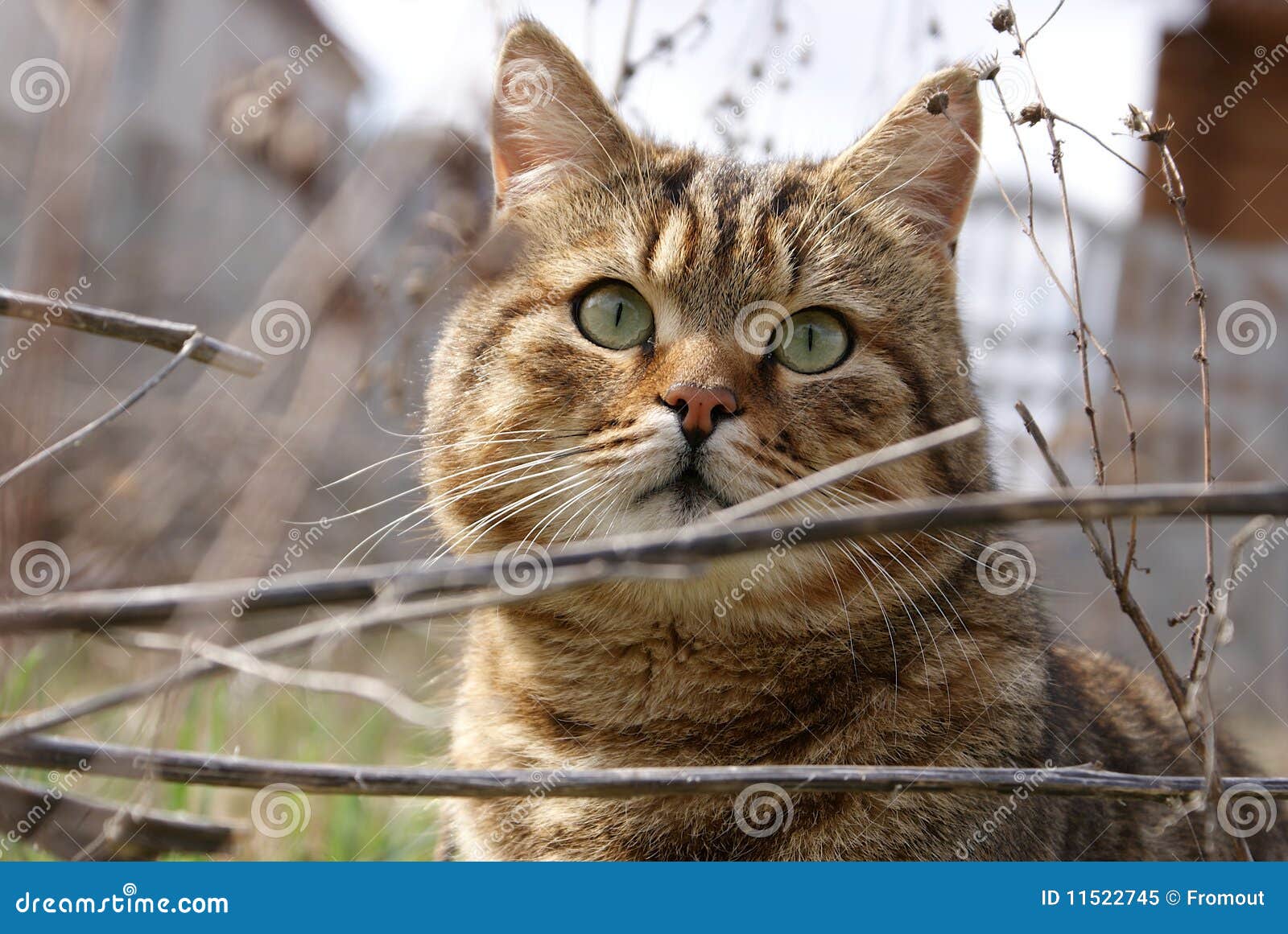 A hunting cat stock image. Image of silence, lifestyle - 11522745