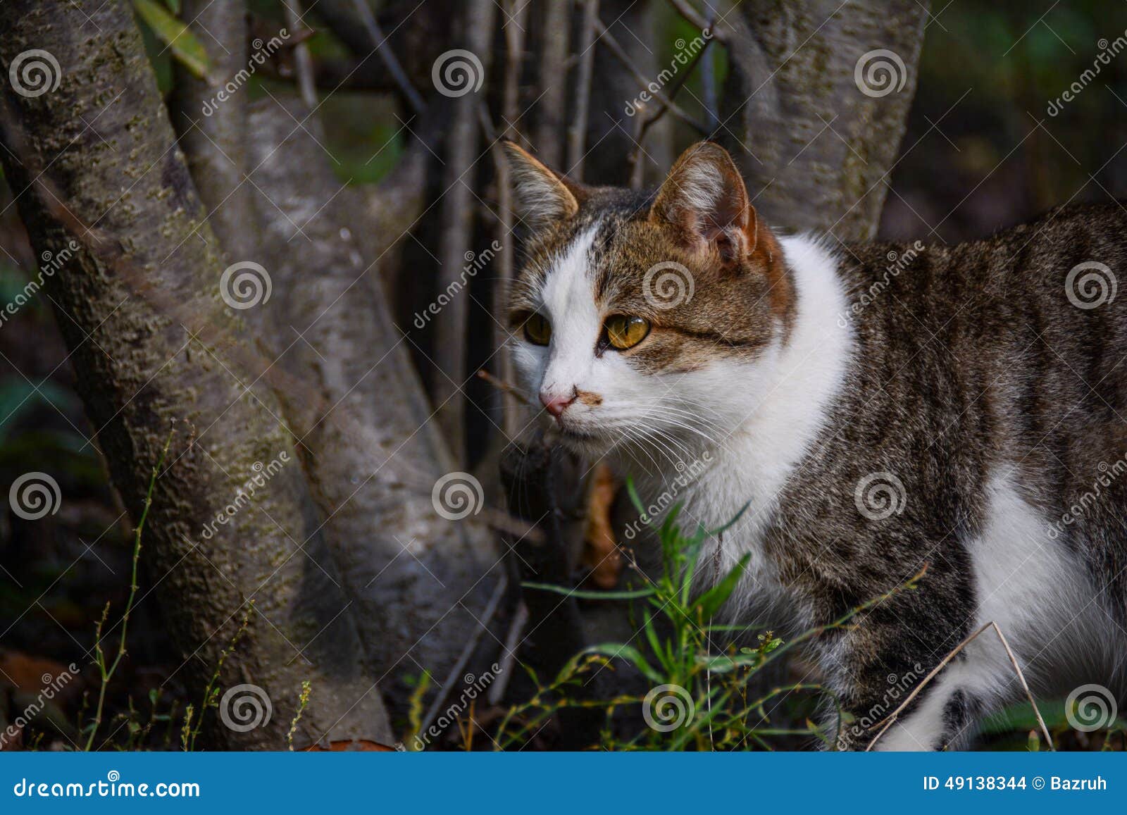 Hunting cat stock photo. Image of hunting, eyes, mammals - 49138344