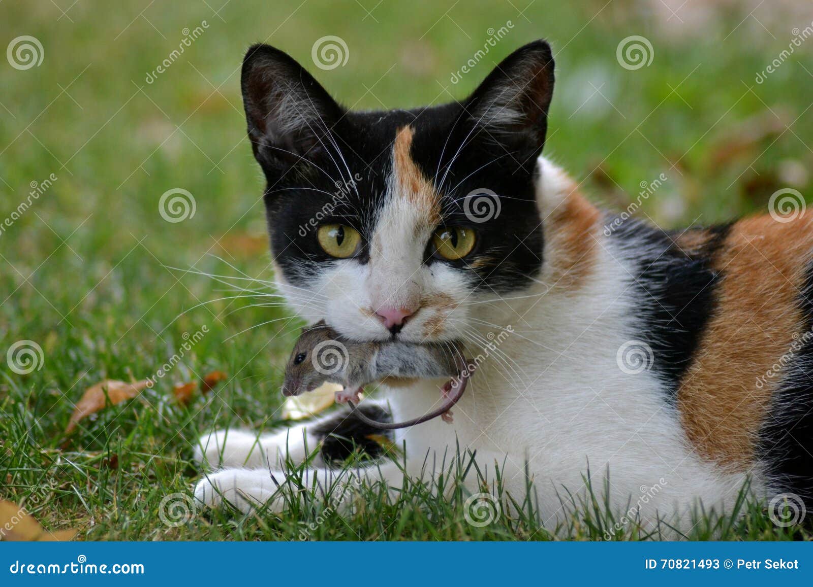 Hunting Cat with Catch Mouse in Garden Stock Image - Image of hunter ...