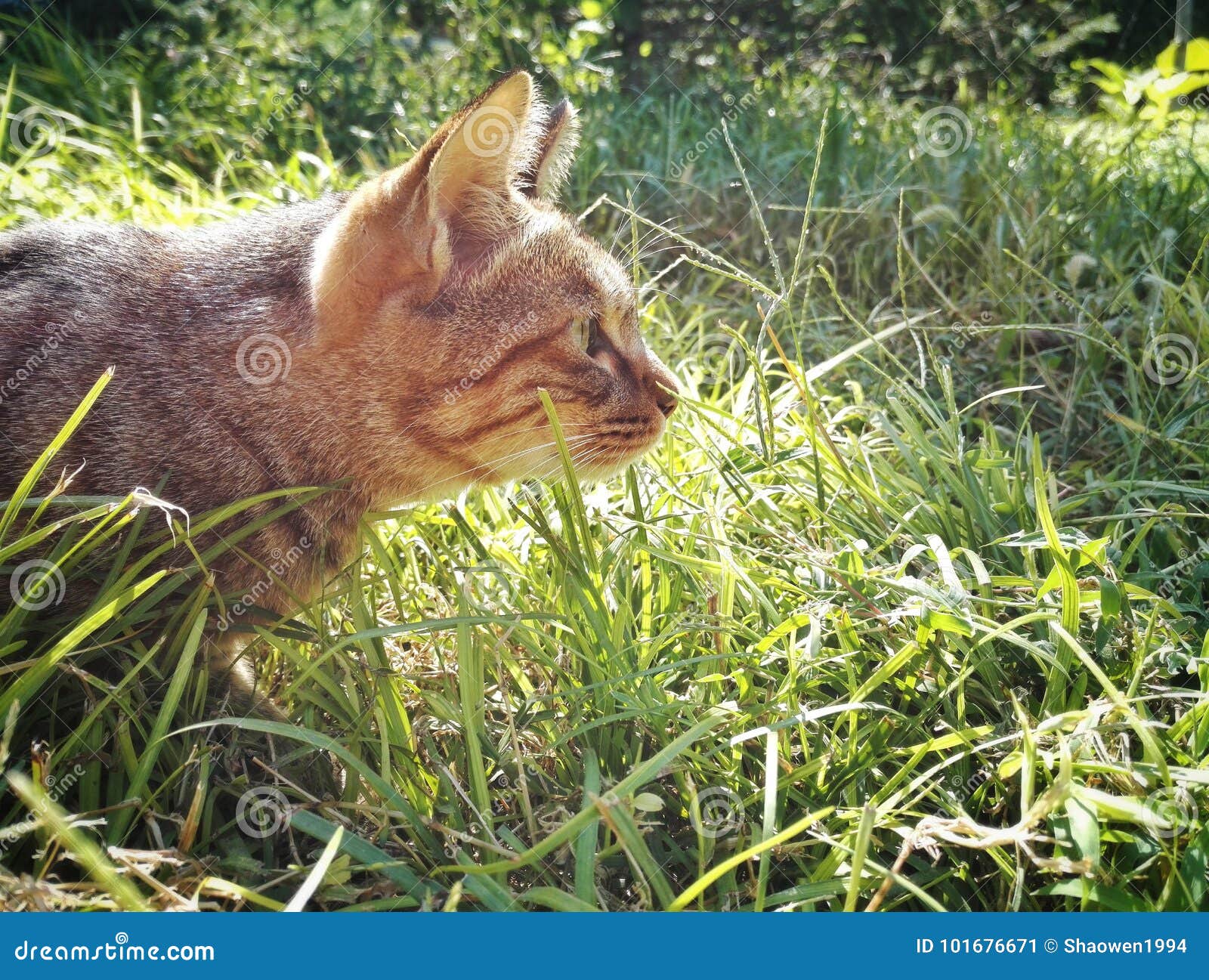 Hunting cat stock image. Image of staring, huntingn - 101676671