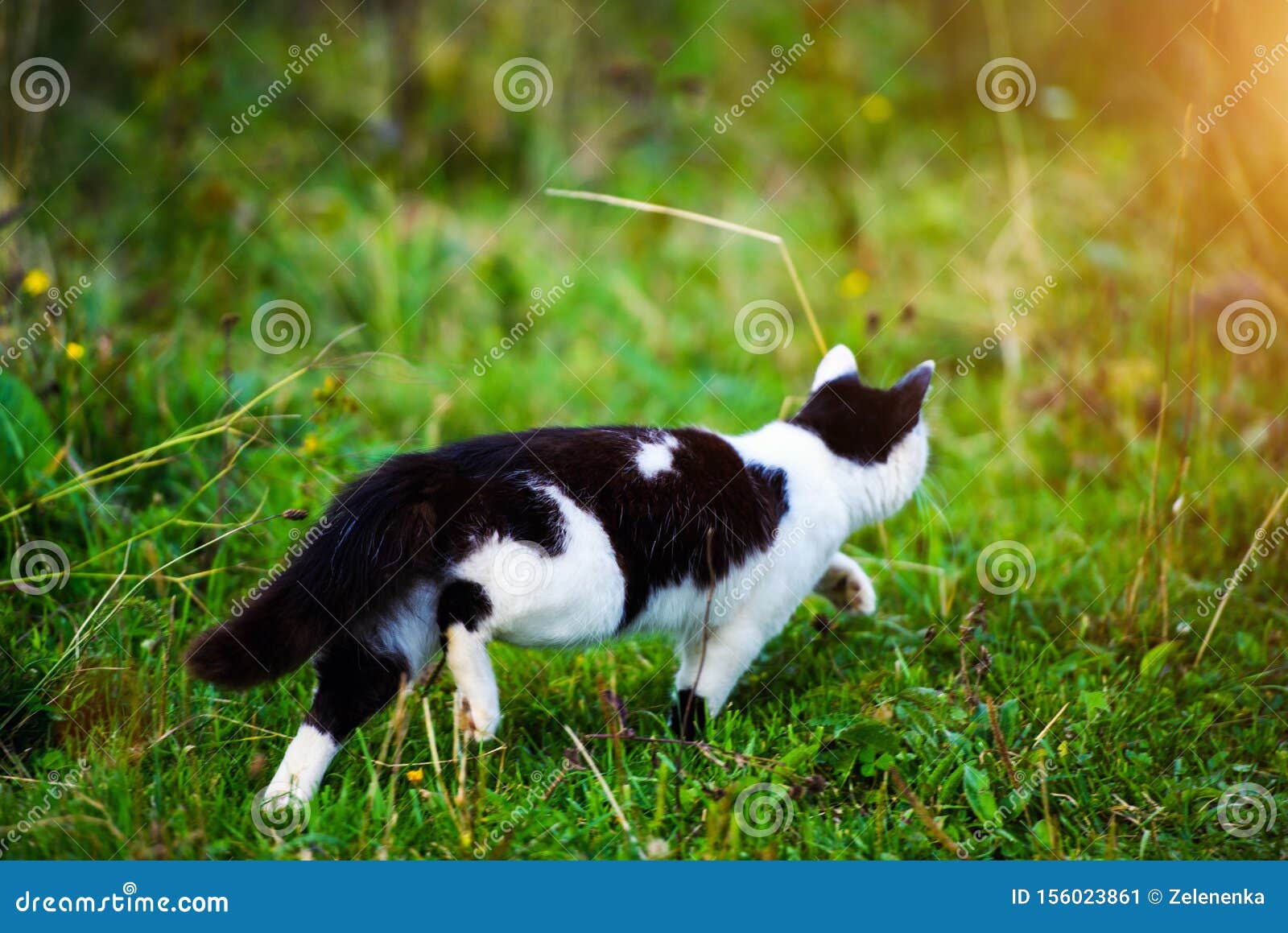 Hunting Cat Running through Grass Stock Image - Image of eating, hunt ...