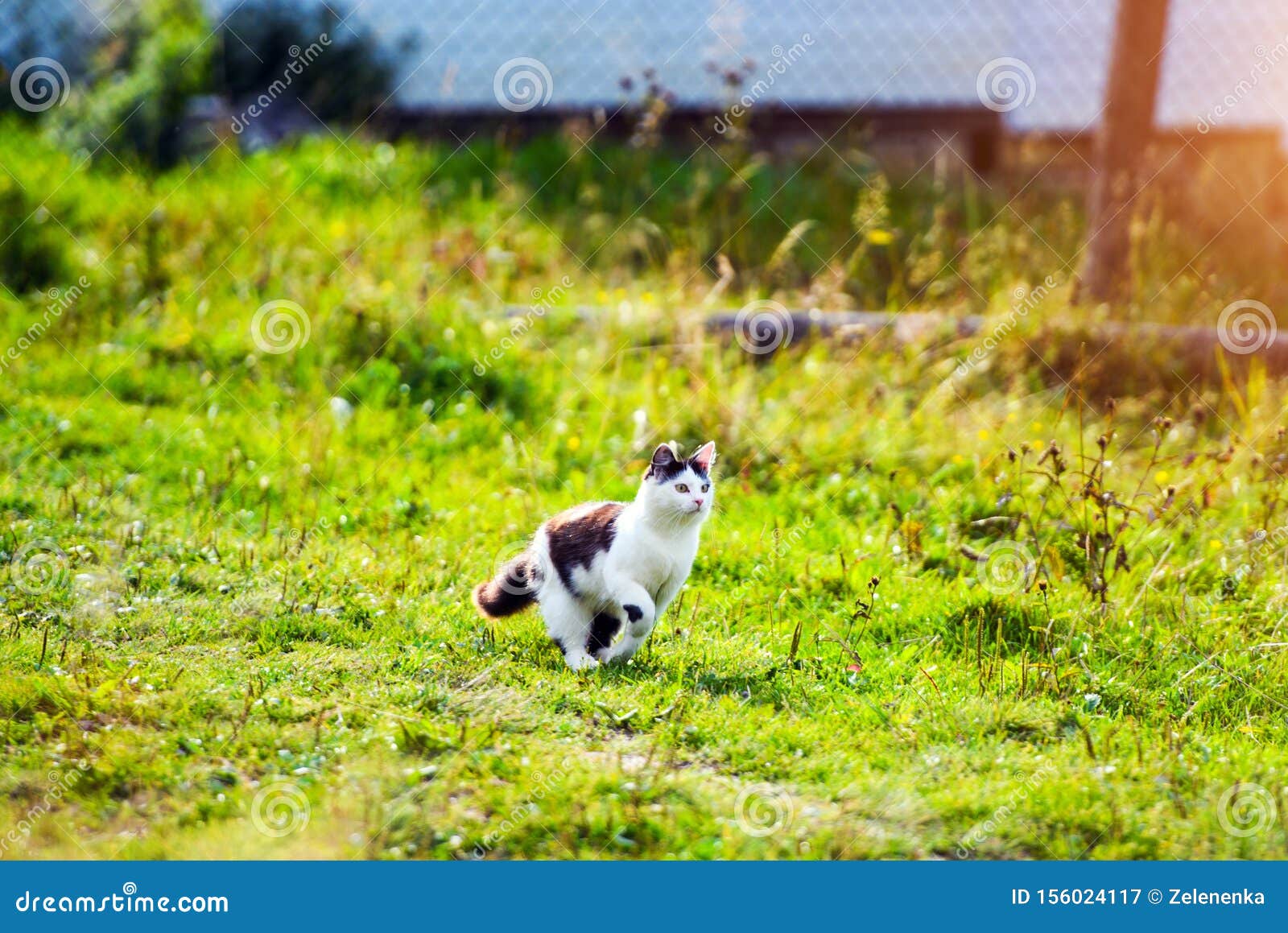 Hunting Cat Running through Grass Stock Image - Image of running ...