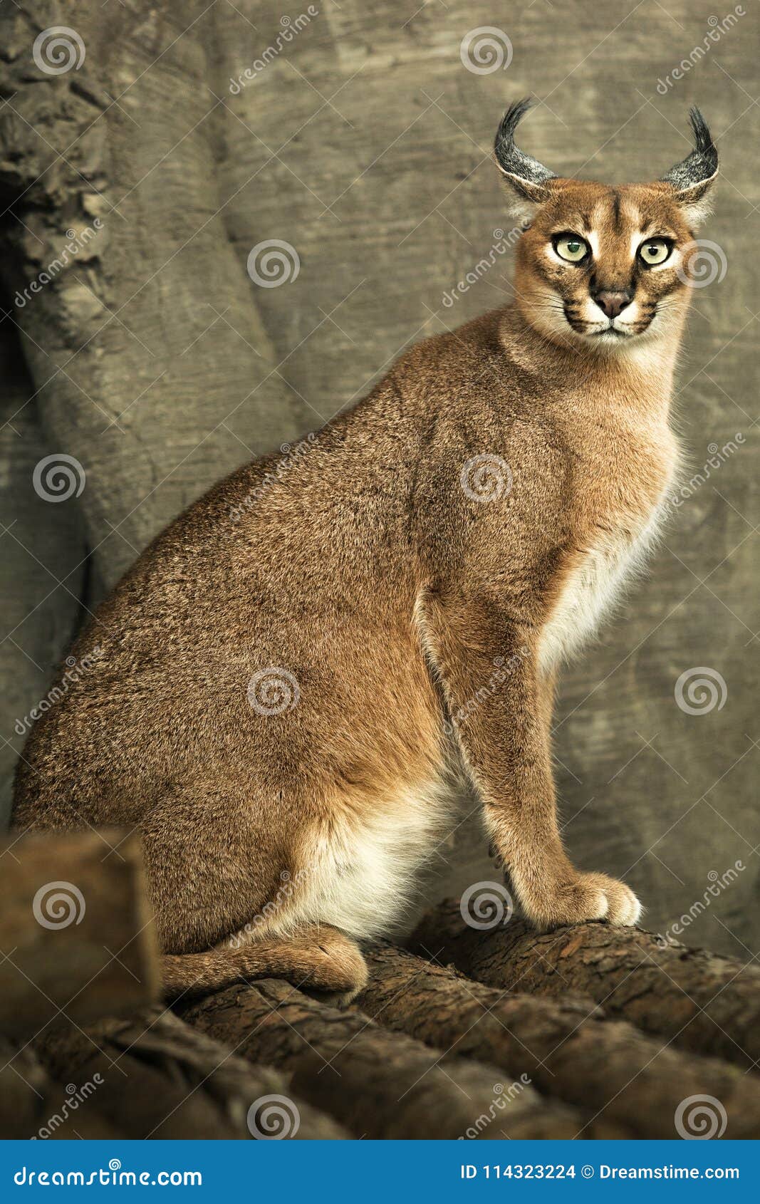 Hunting Cat stock photo. Image of beasts, enemy, hunt - 114323224