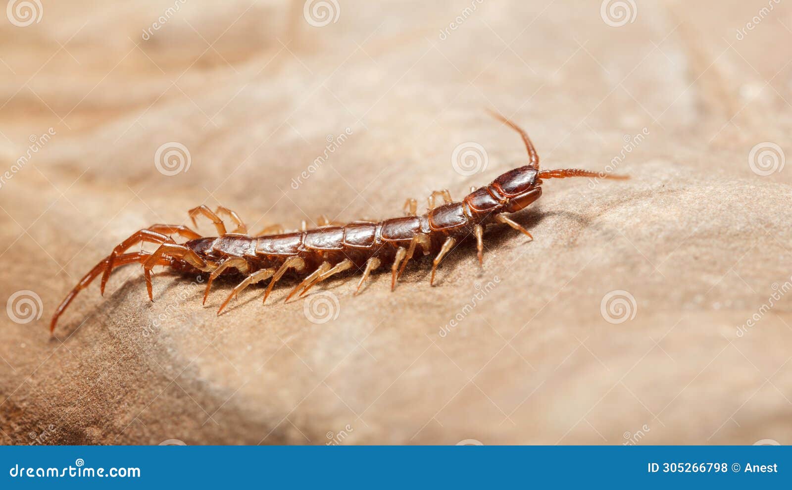 Hunting centipede stock photo. Image of venomous, arthropod - 305266798