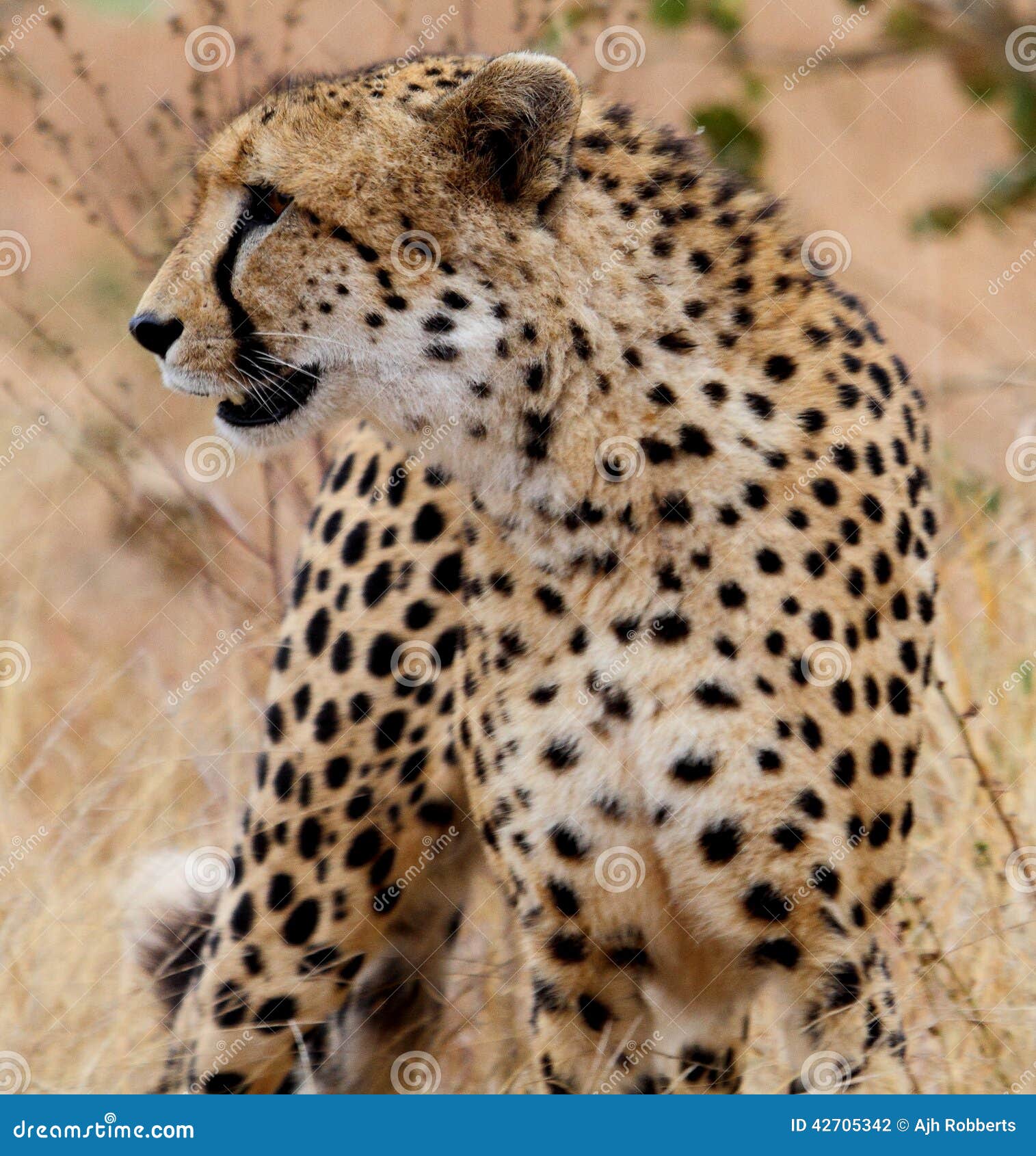 Hunting Cheetah stock photo. Image of africa, proud, cheetah - 42705342