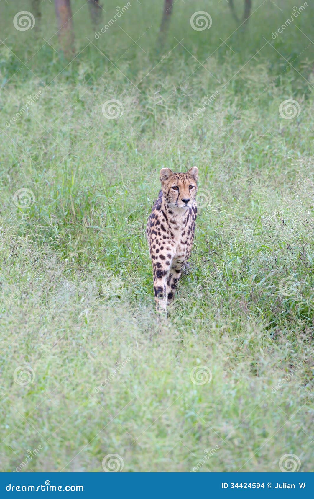 Hunting Cheetah stock photo. Image of africa, roam, mammal - 34424594