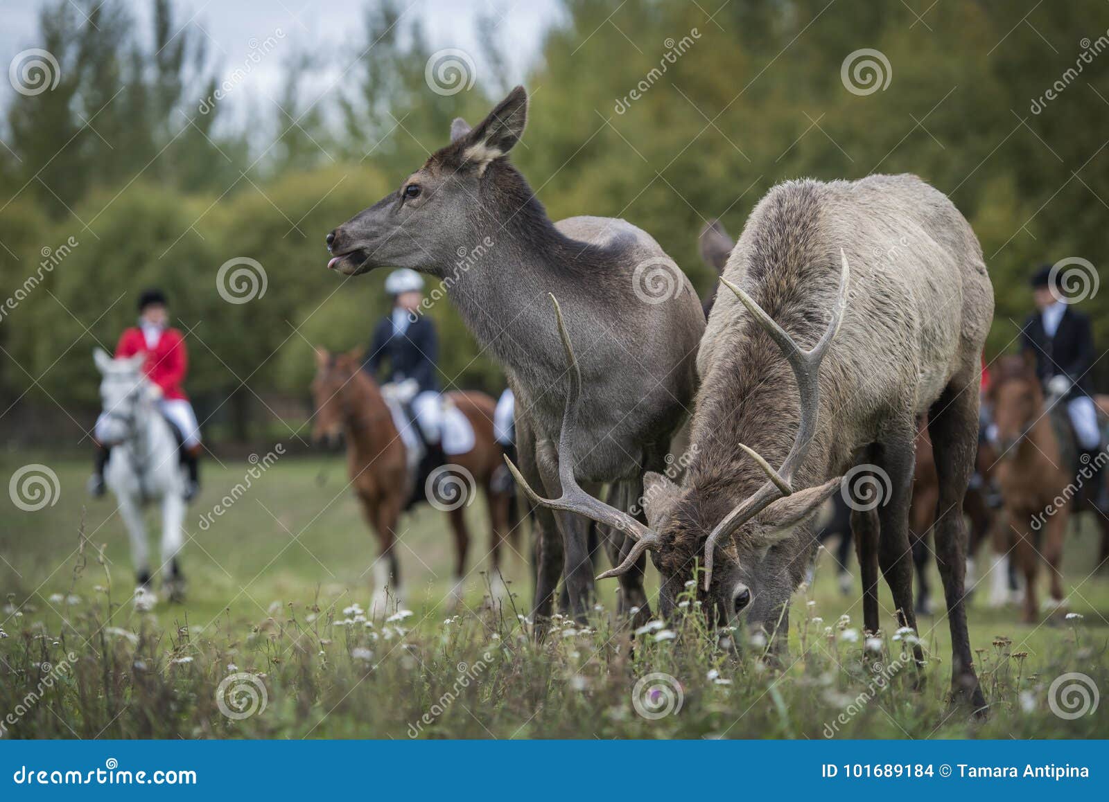 Hunting for deer stock photo. Image of game, europe - 101689184