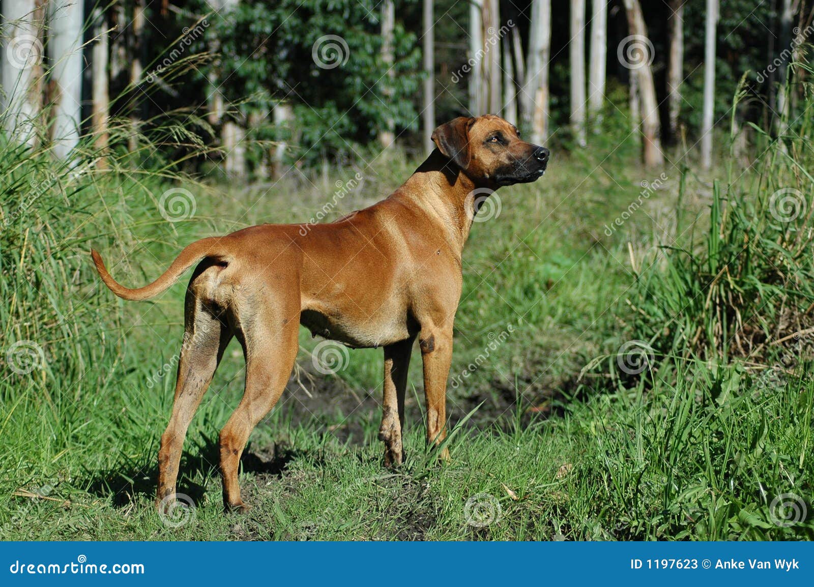 Rhodesian Ridgeback Dog in Forest Stock Image - Image of forest, face ...