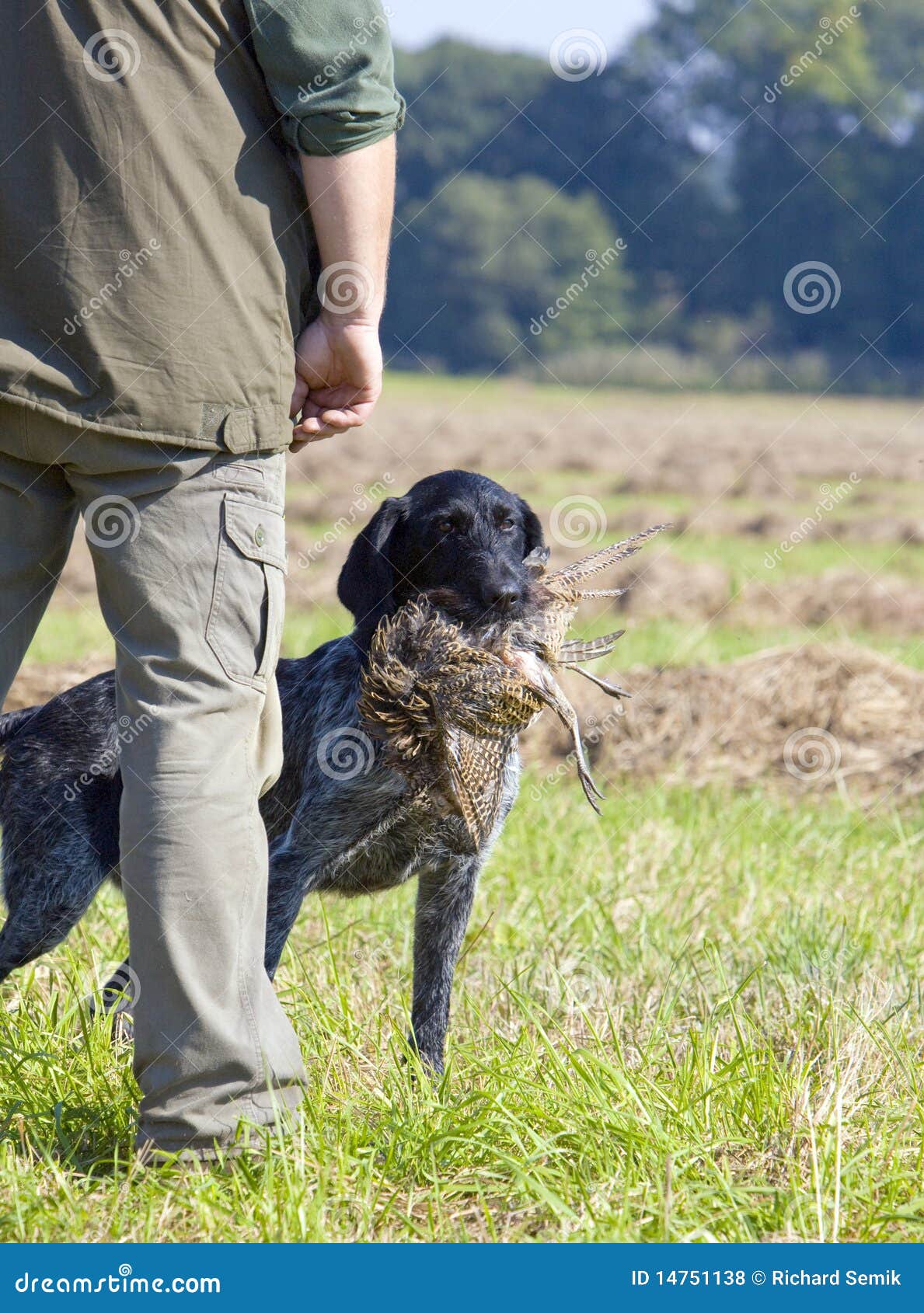 Hunting dog stock photo. Image of gamekeepers, hunt, hunts - 14751138