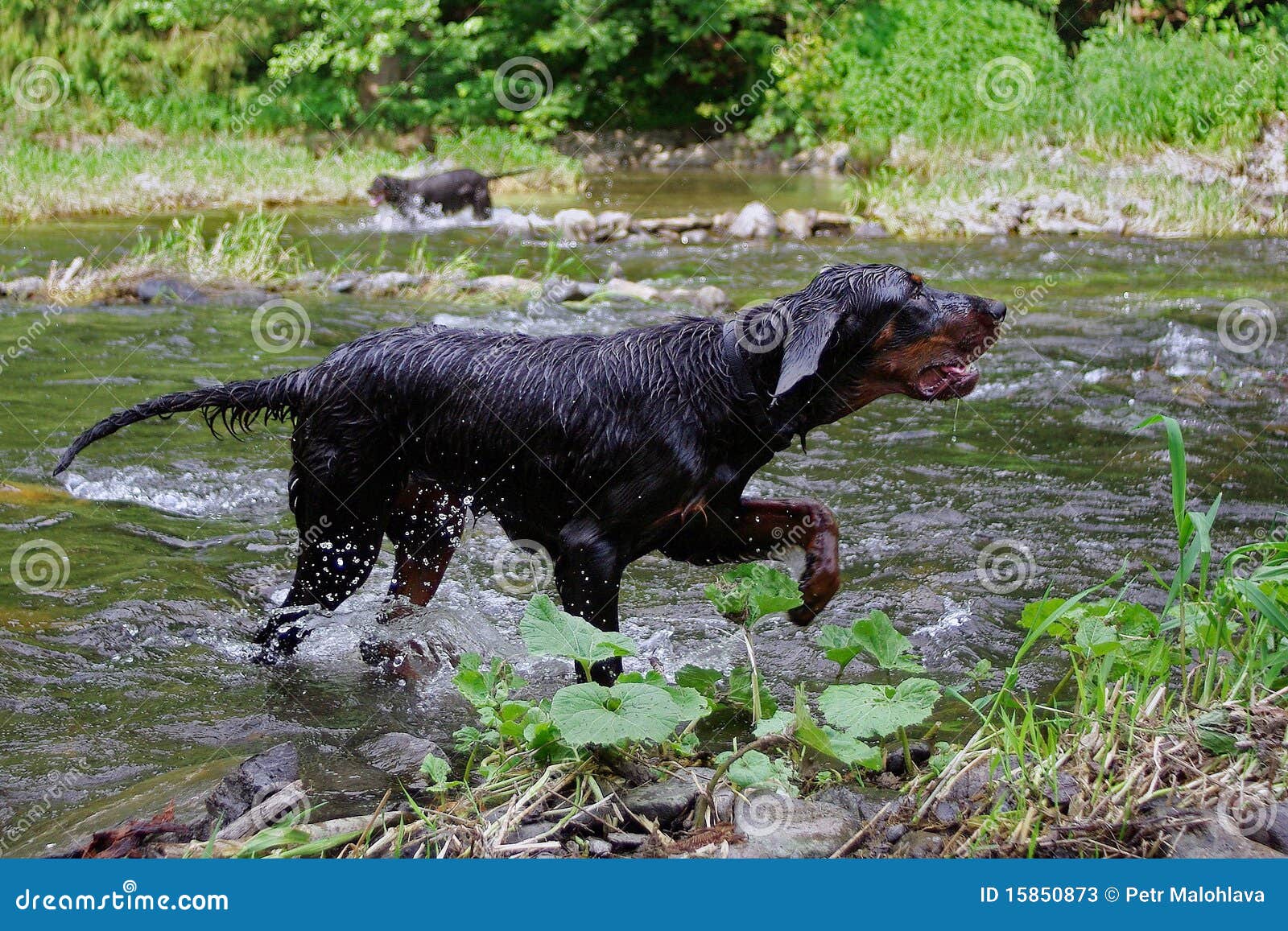 Hunting dog stock image. Image of black, pheasant, hunt - 15850873