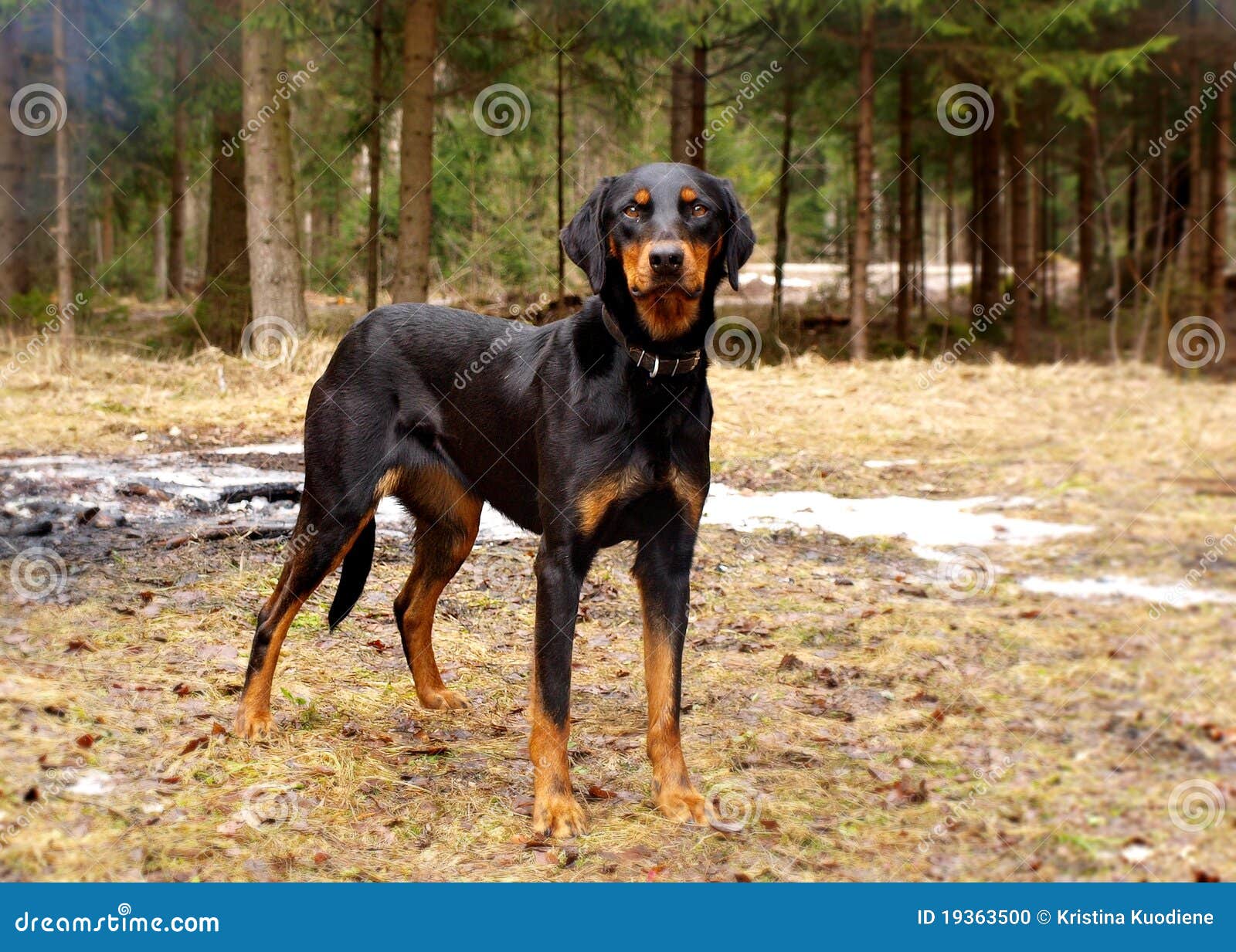 Hunting dog stock photo. Image of giant, large, beauty - 19363500