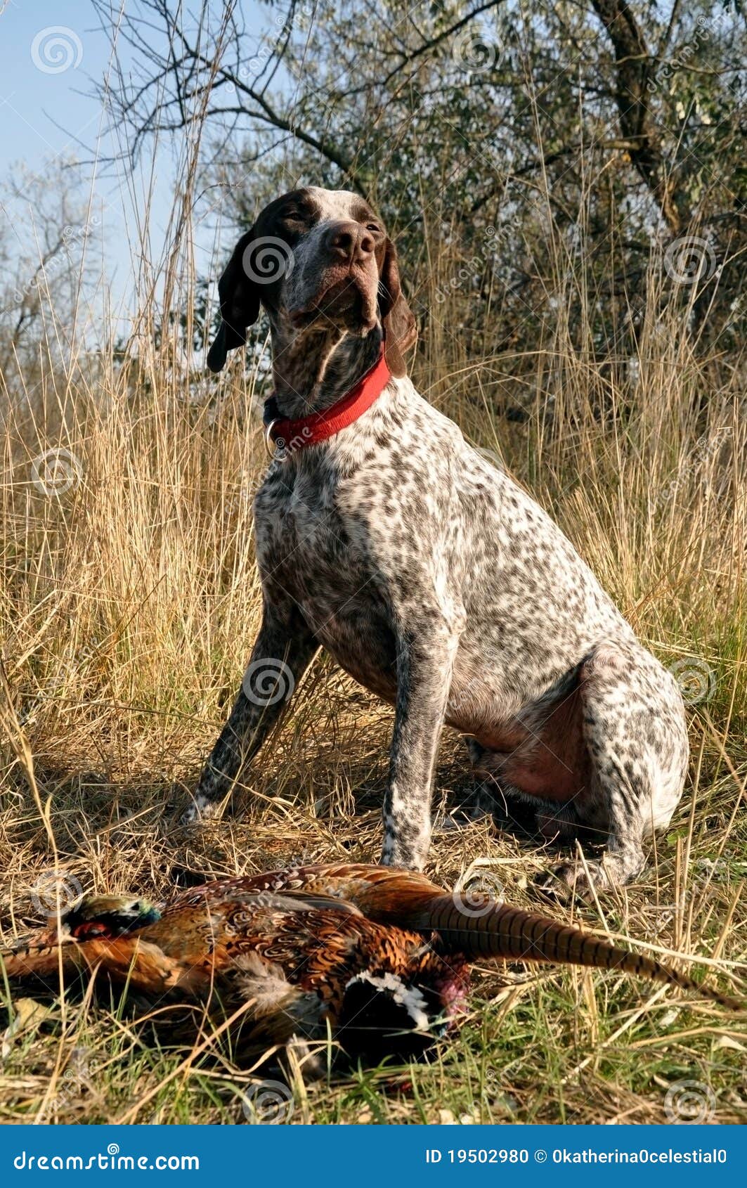 A hunting dog stock photo. Image of output, montero, nature - 19502980