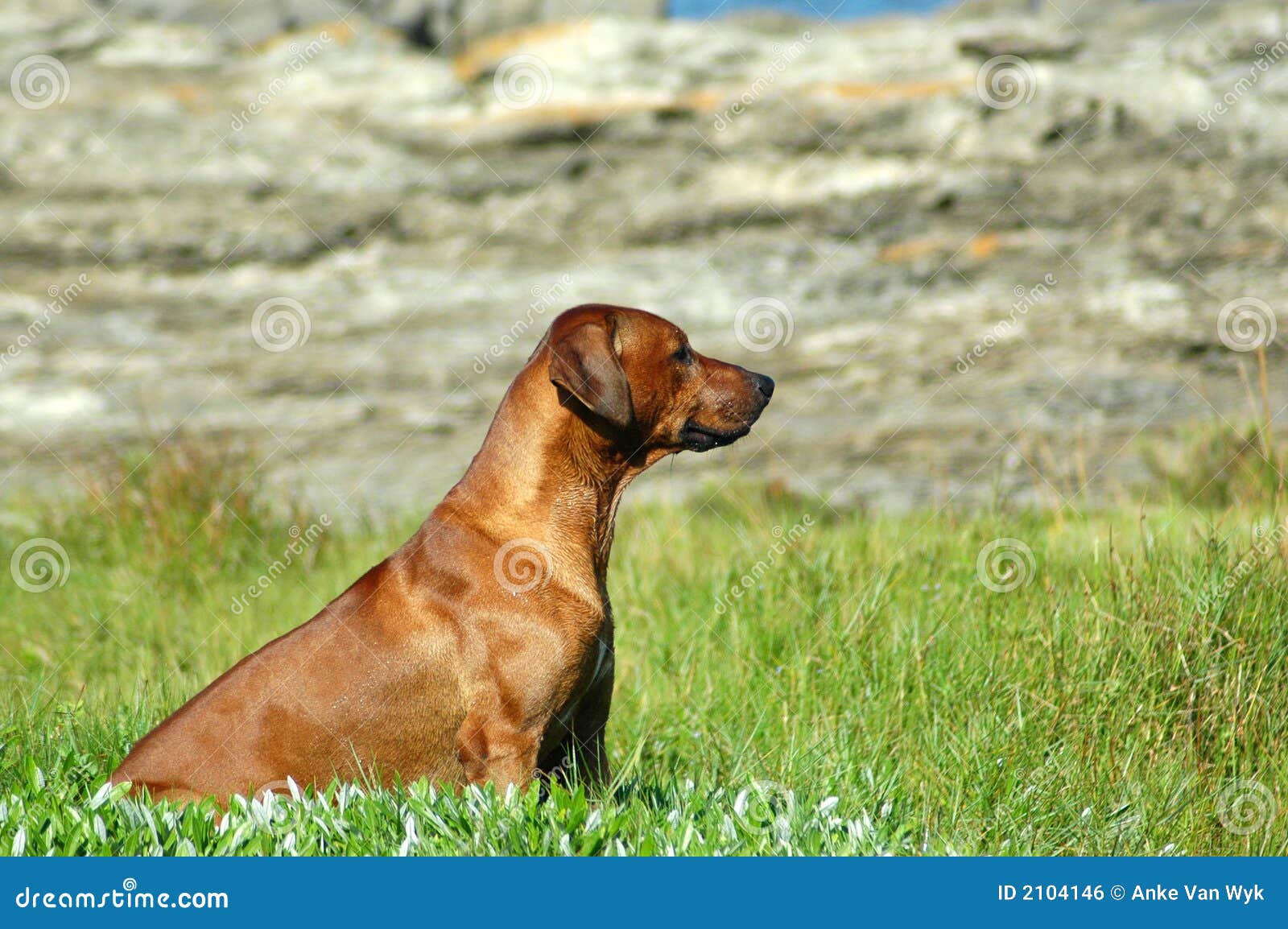 Hunting dog stock photo. Image of happiness, happy, health - 2104146