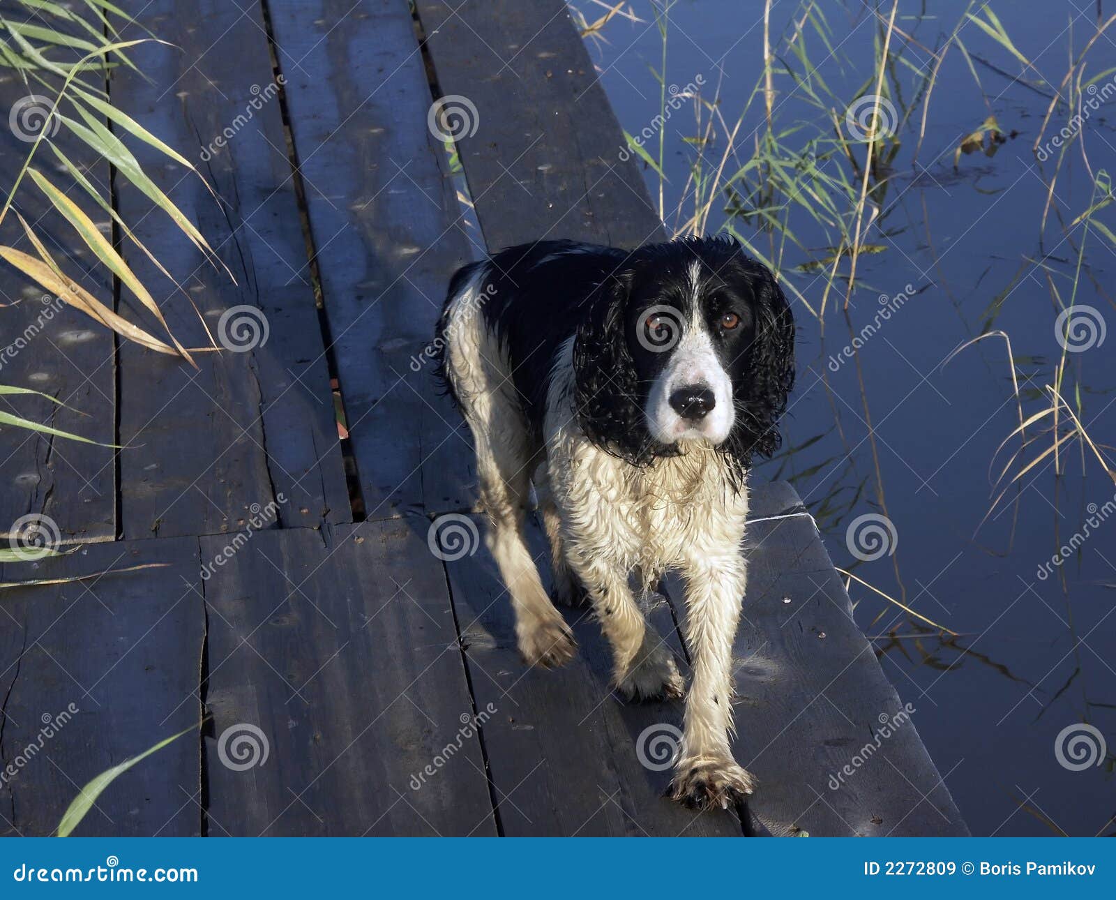 3,244 Hunter Spaniel Stock Photos - Free & Royalty-Free Stock Photos ...
