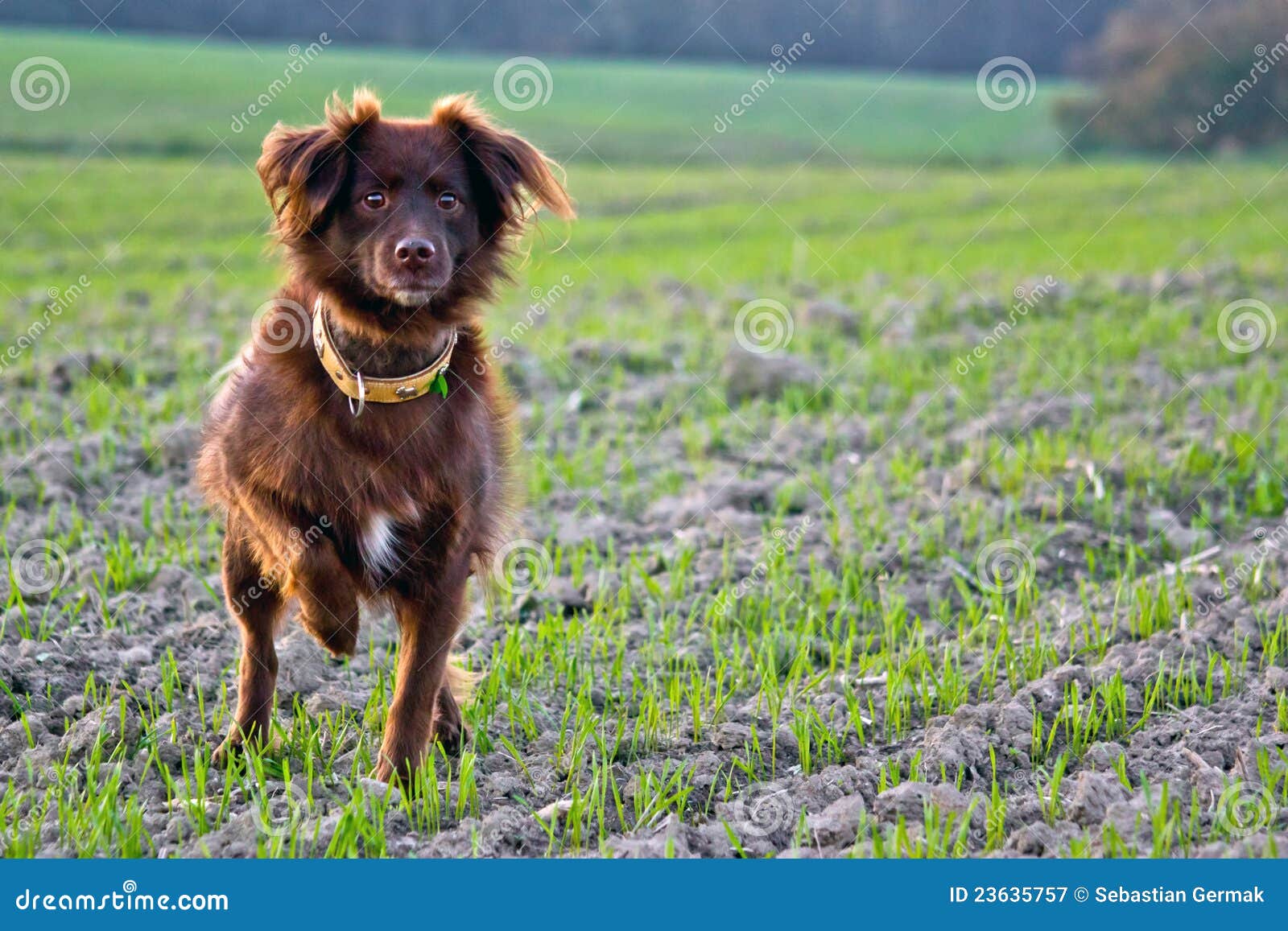 Hunting dog stock image. Image of hunting, behavior, breed - 23635757