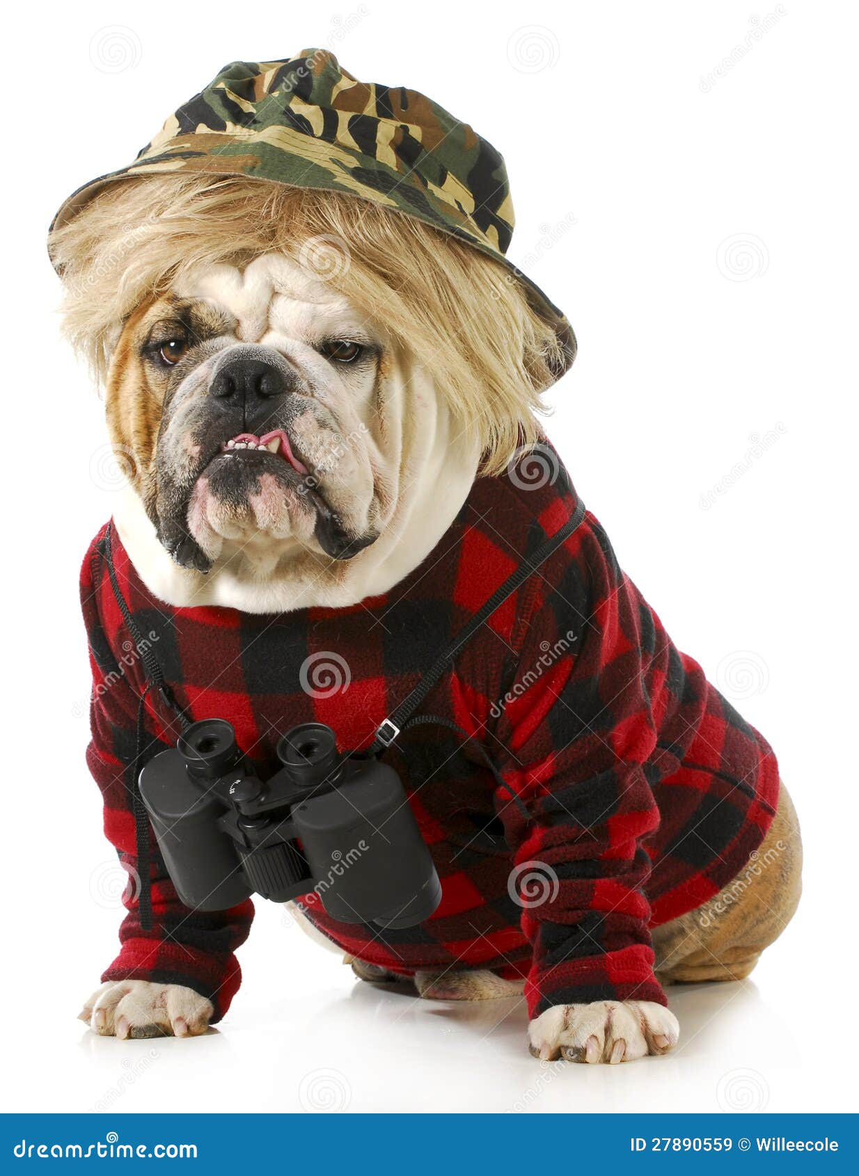 Are Bulldogs Small Rodent Hunters