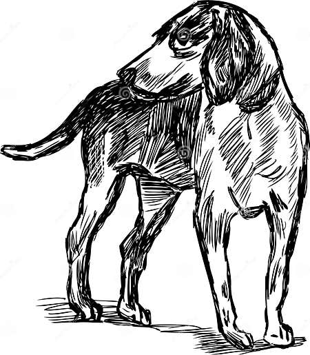 Hunting dog stock vector. Illustration of mammal, pedigree - 28159304