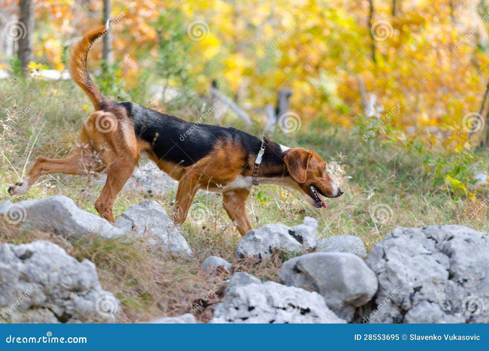 Hunting dog stock image. Image of hunting, animal, vividcolors - 28553695