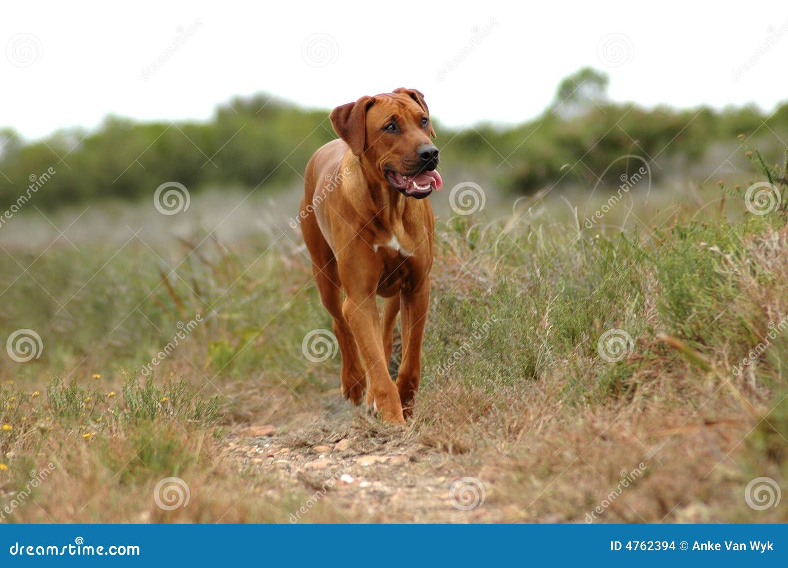 Hunting dog stock photo. Image of domestic, busy, active - 4762394