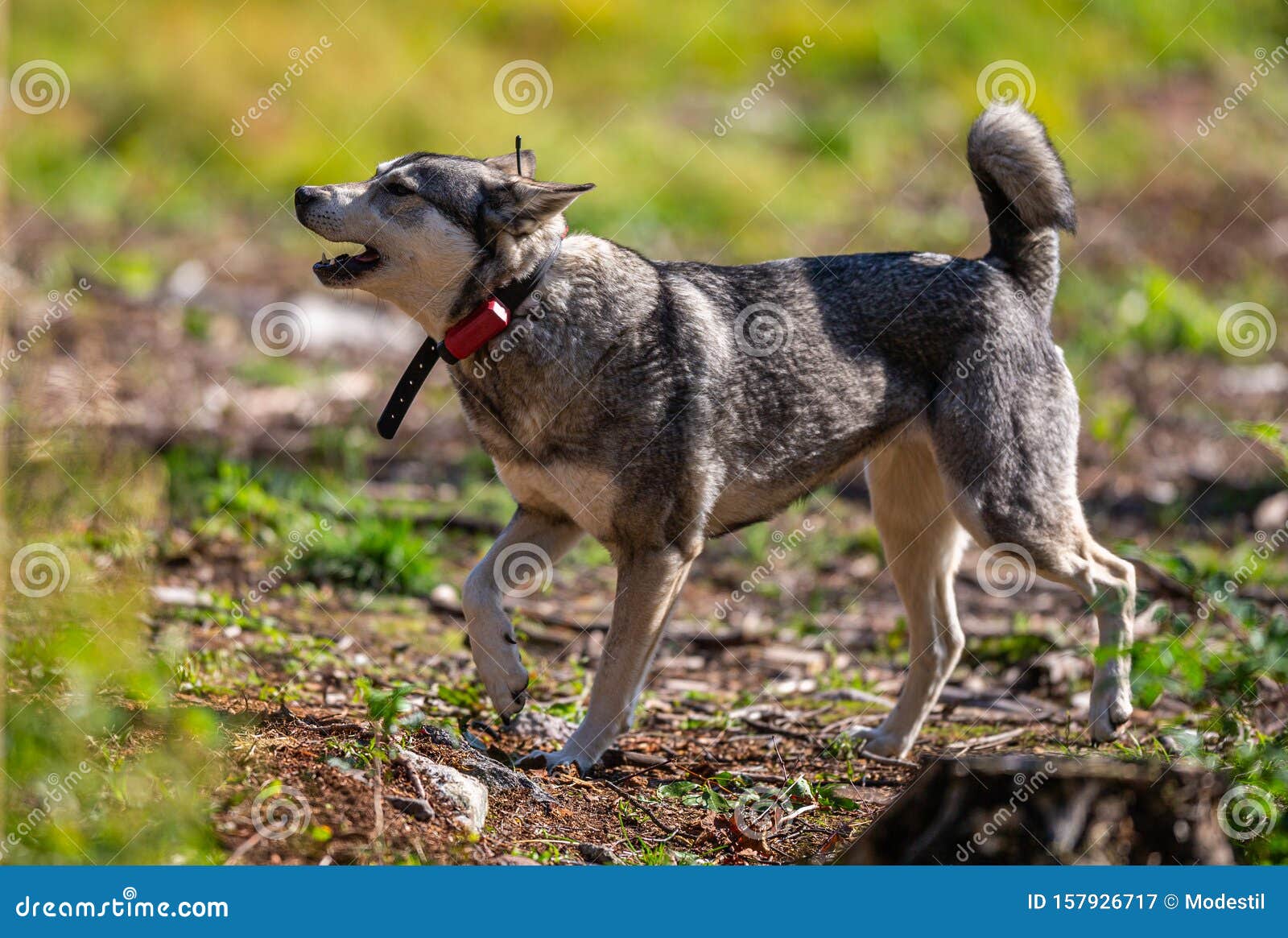 Hunting Dog Aka Elkhound or Moosehound Stock Image - Image of gear ...