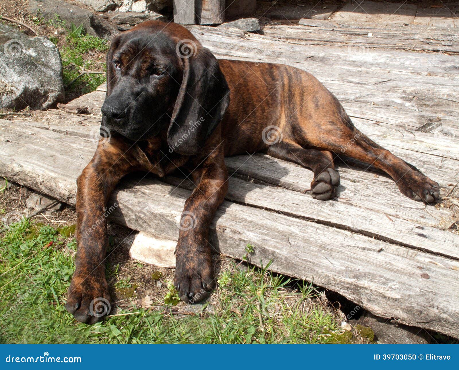 Hunting dog stock photo. Image of european, canine, carnivore - 39703050