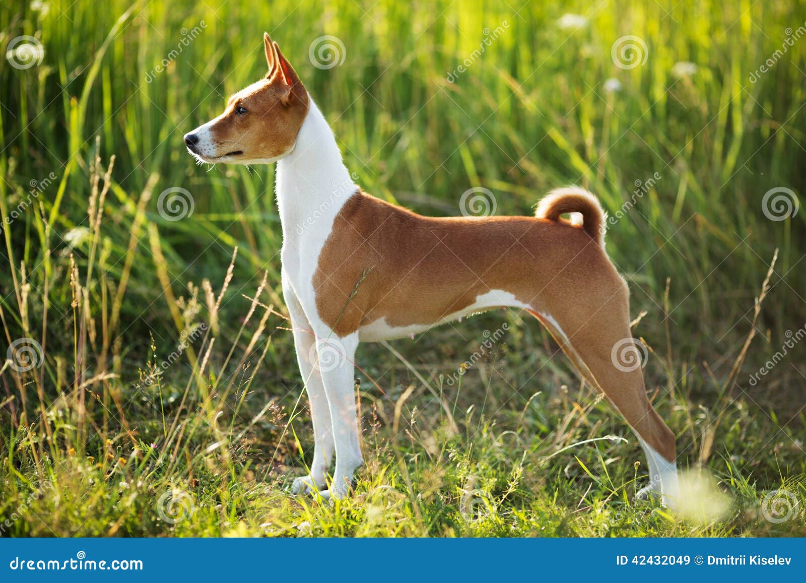 Hunting dog breed Basenji stock image. Image of retriever - 42432049