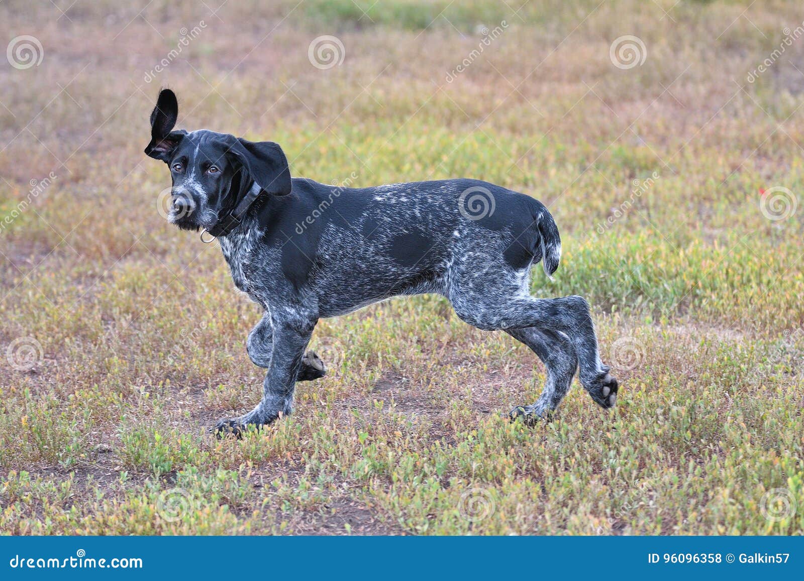 Hunting Dog Breed German Wirehaired Pointer Stock Photo - Image of ...