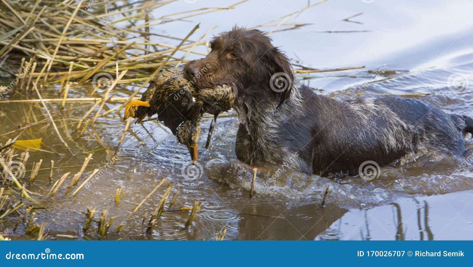 Hunting dog with a catch stock image. Image of huntsmanship - 170026707