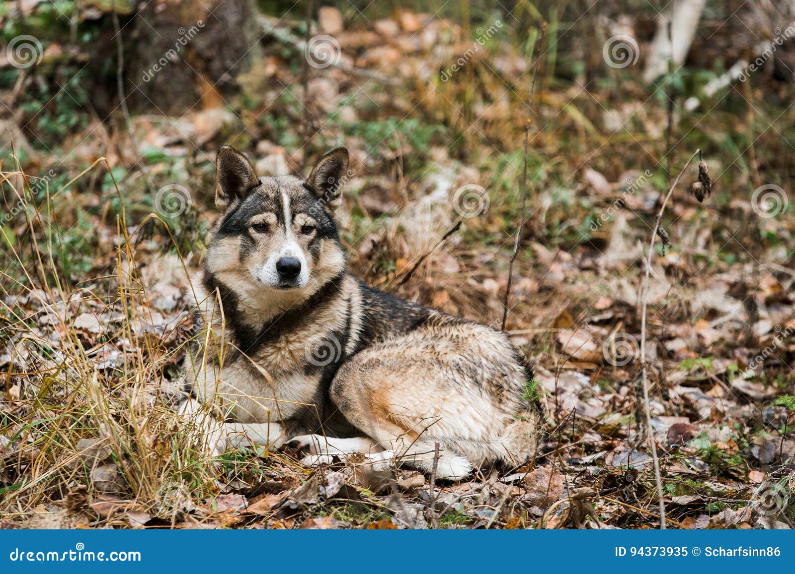 Hunting dog in the forest stock image. Image of hound - 94373935