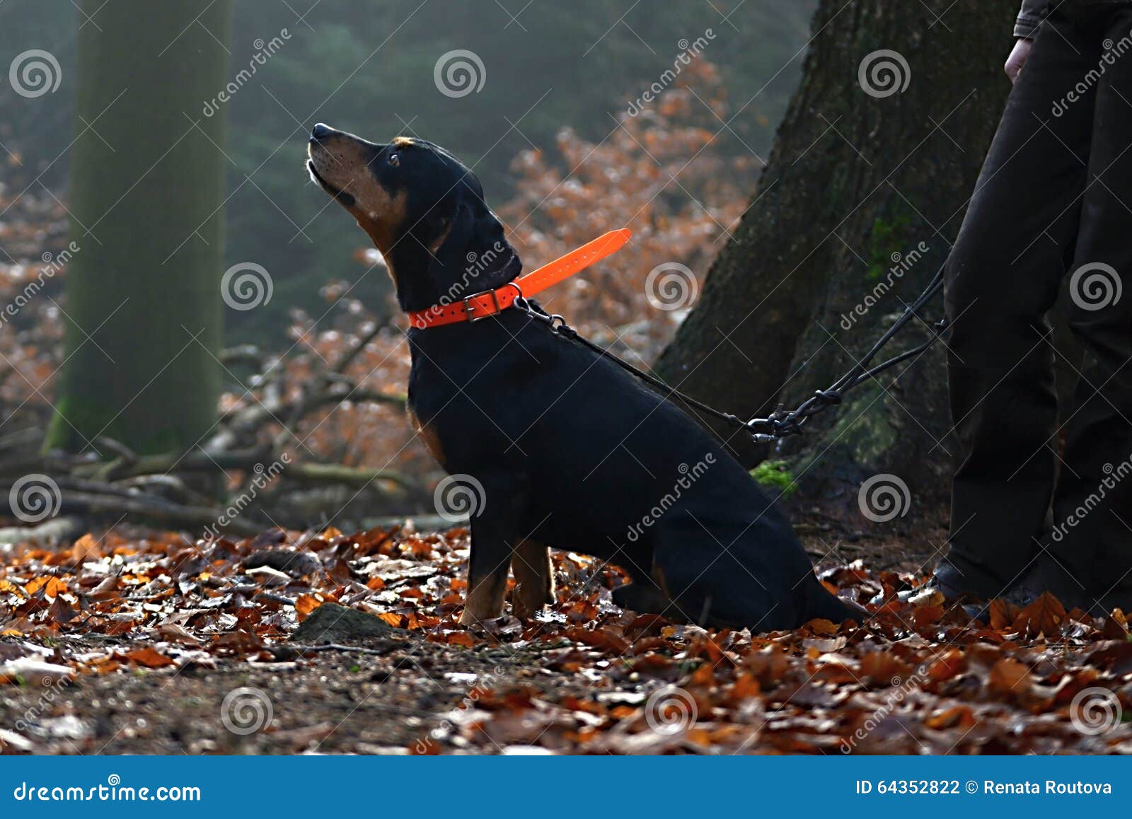 Hunting dog in forest stock photo. Image of nature, slovak - 64352822
